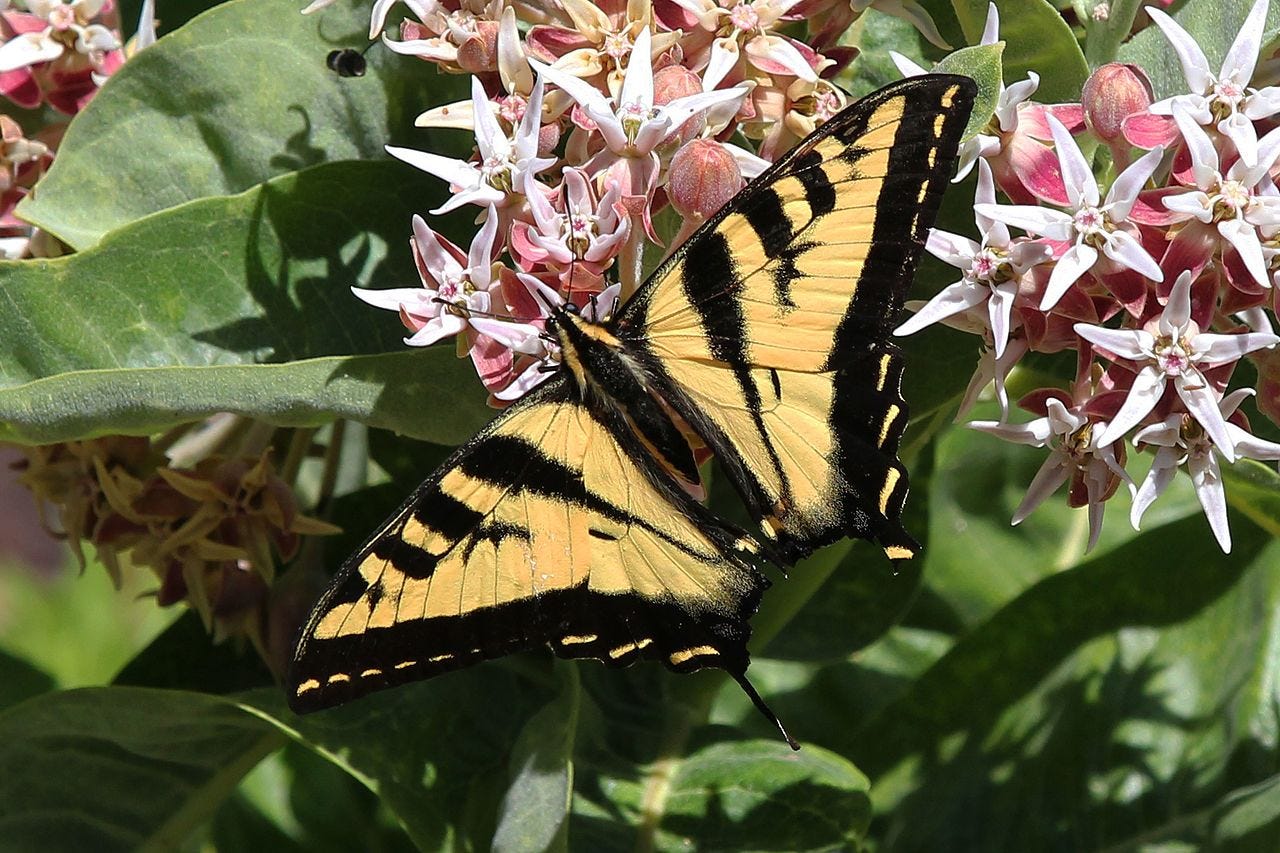 Swallowtail Butterflies - by Margaret Tomlinson