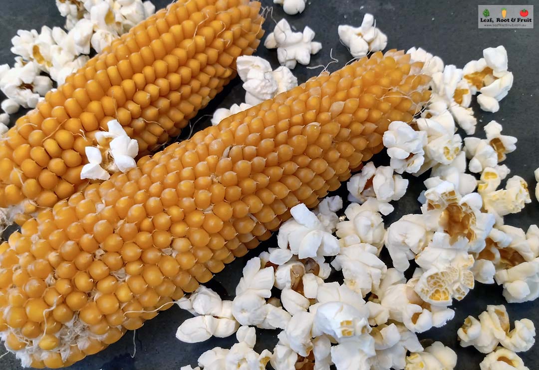 How to Grow Sweet Corn - by Duncan Cocking