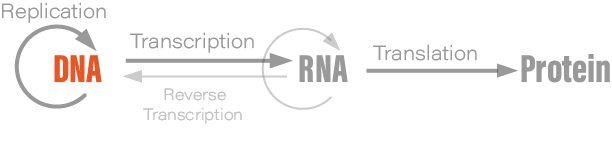 Central Dogma in 7 Experiments - by Niko McCarty