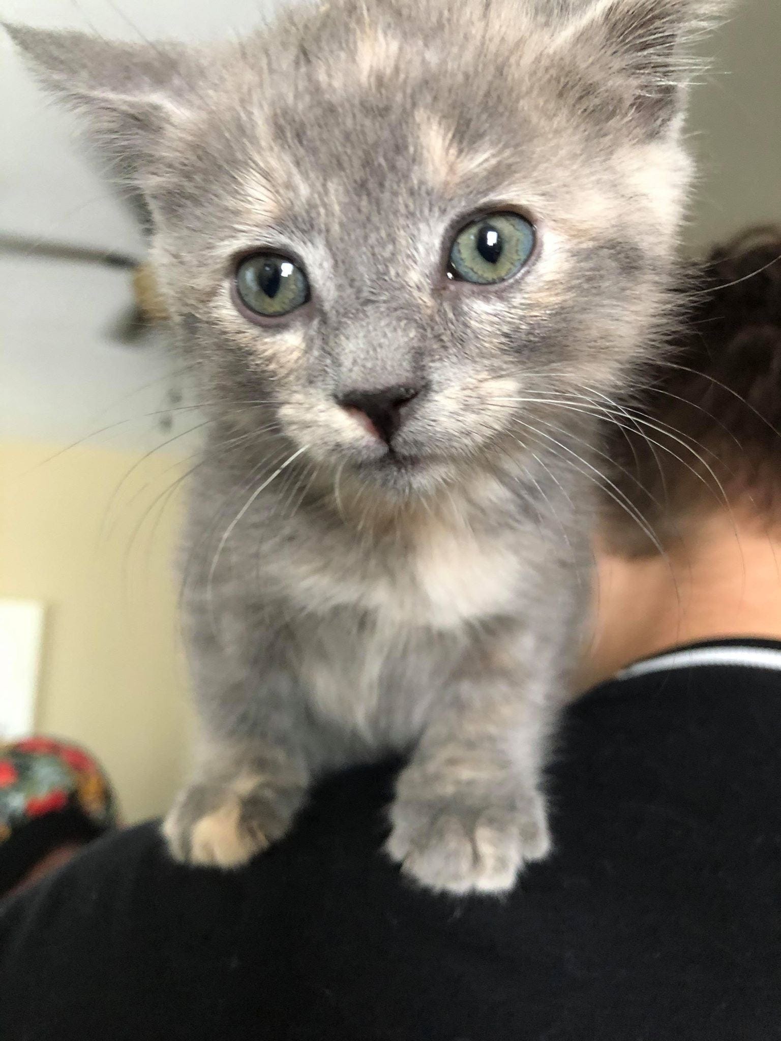 Millie Margot—the hidden kitten. - by Adriana Locke