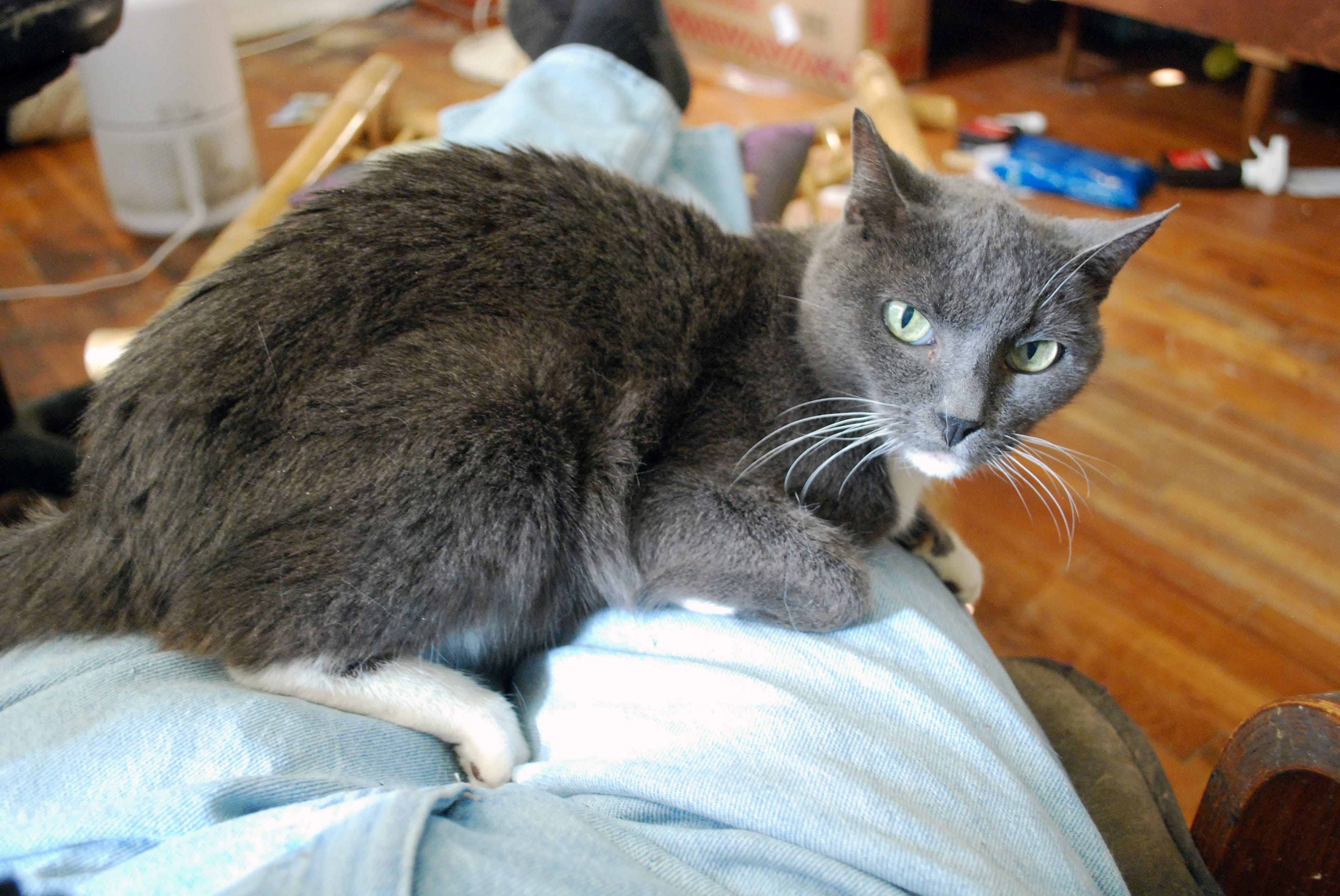 FELINE FRIDAY - ROBYN GOES PRO - by TCinLA