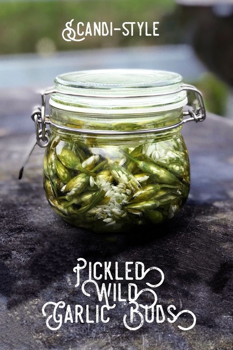 Pickled Wild Garlic: A Recipe