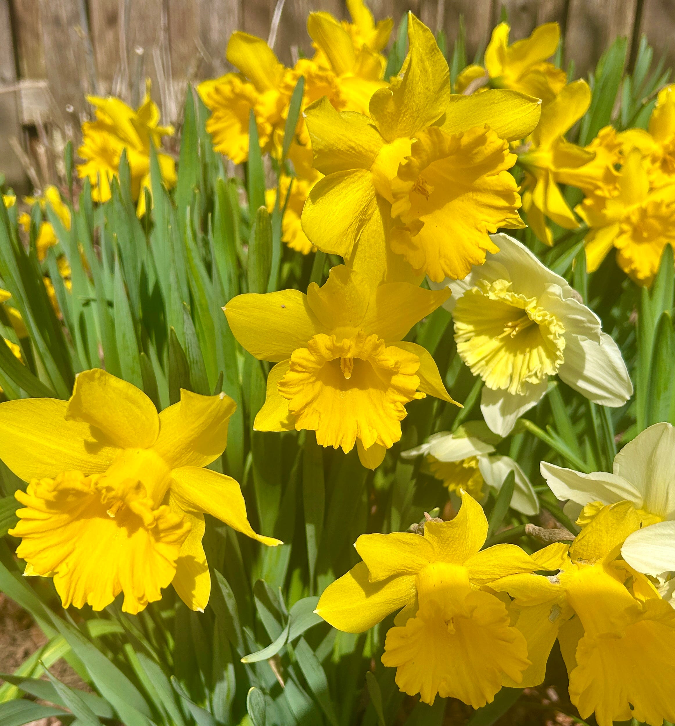 Hiya, Genius—It's Your Weekend Diversions! - by JD Heyman