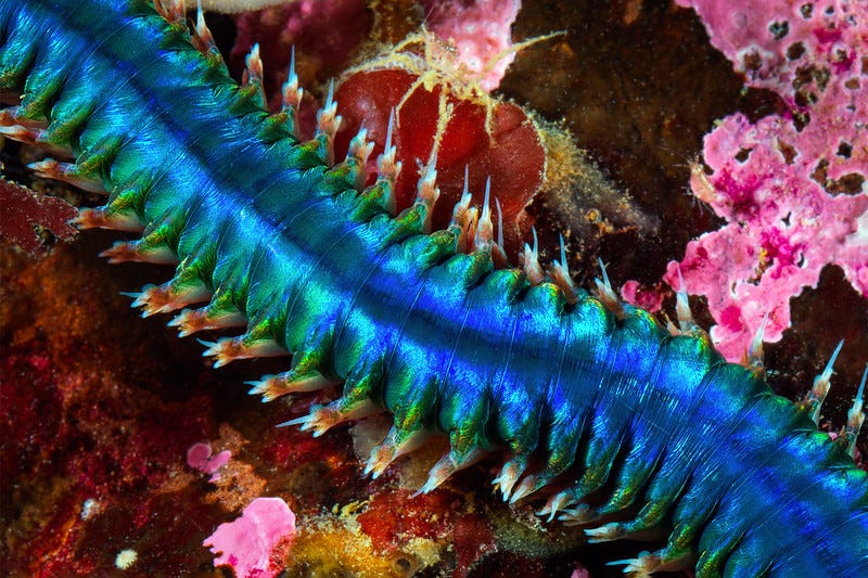 ‘This would be the largest mining operation in the history of humanity’