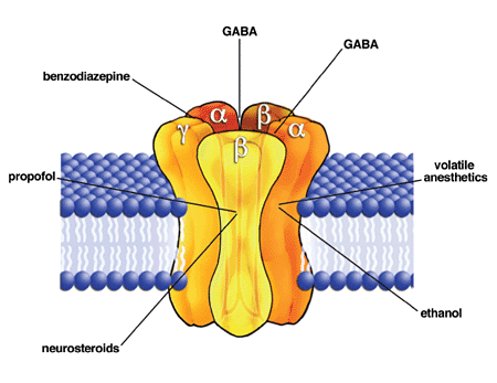 🔎 APPROFONDIMENTO: Gabapentin e pregabalin
