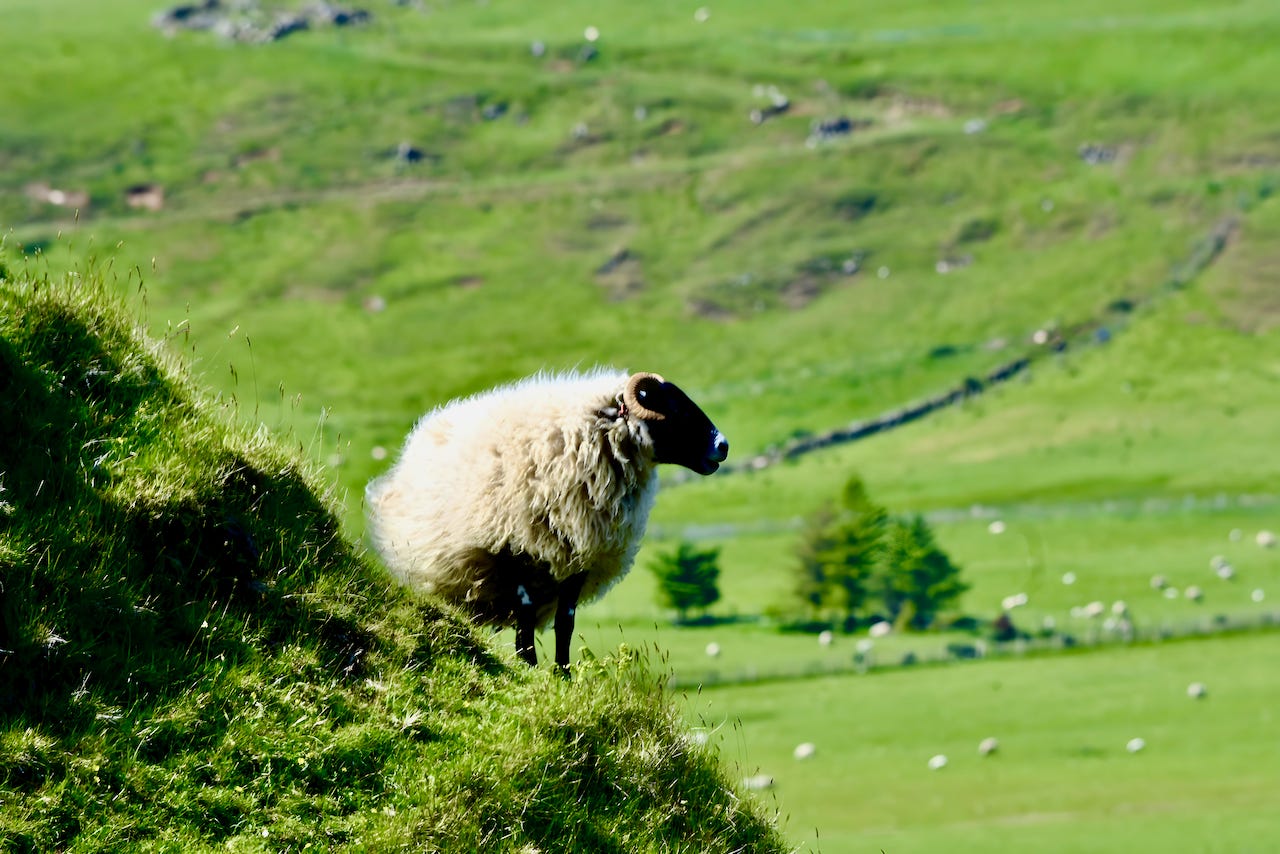 The Goat Guild - by Kira Moor