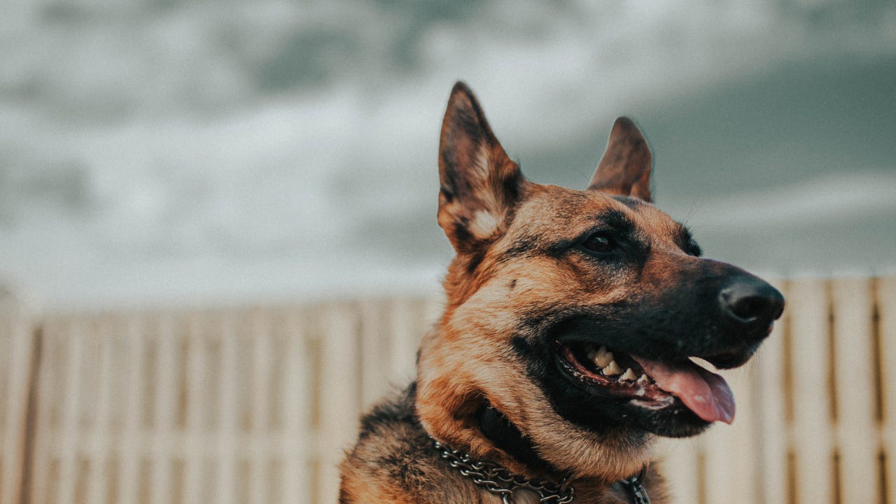 Find Out How K9 Rescue Dogs Are Helping To Find Earthquake Survivors In ...