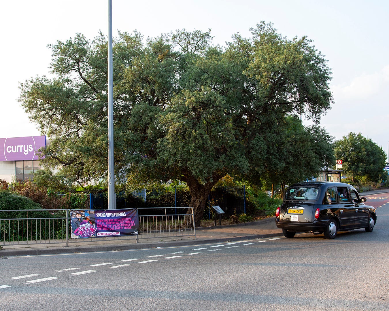 50. North Circular Cork Oak - by Paul Wood