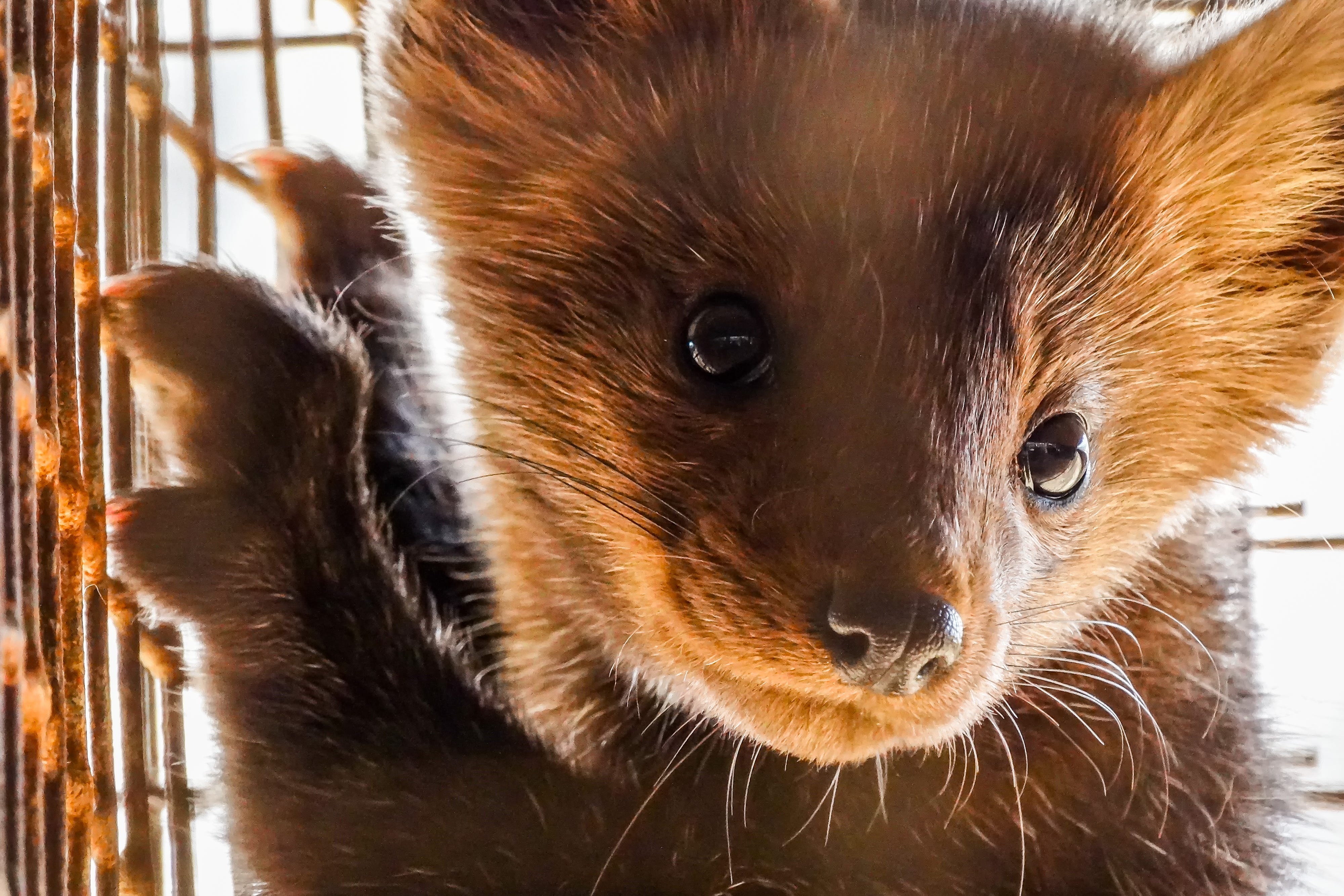 The Curse of Fur - Good Signal