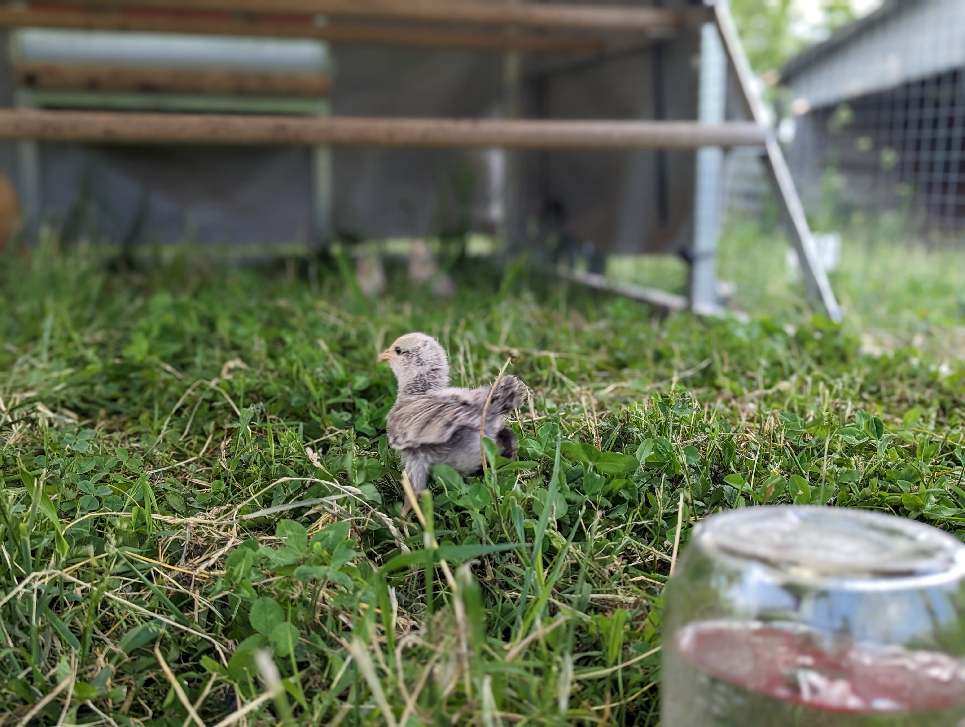 A Mother Hen's Wisdom - by AC Shilton - AffirmationChickens