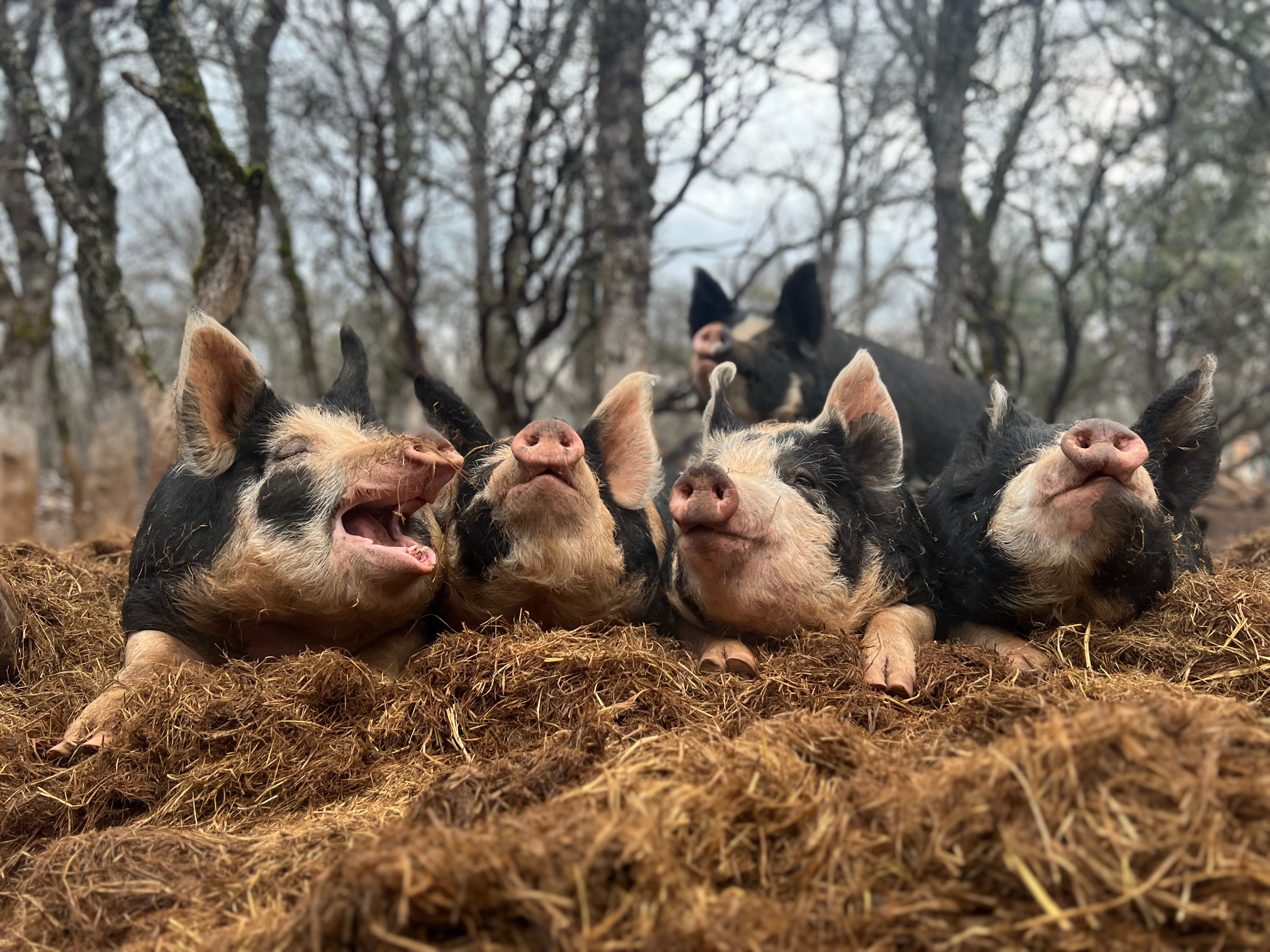 Artificial insemination of pigs - by A. L. Bork, DVM