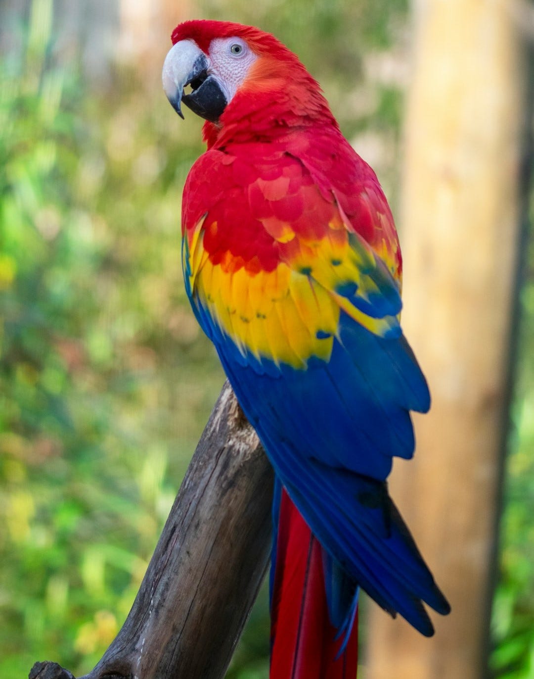 Scarlet Macaws Were Traded From Mexico to the Four Corners Area