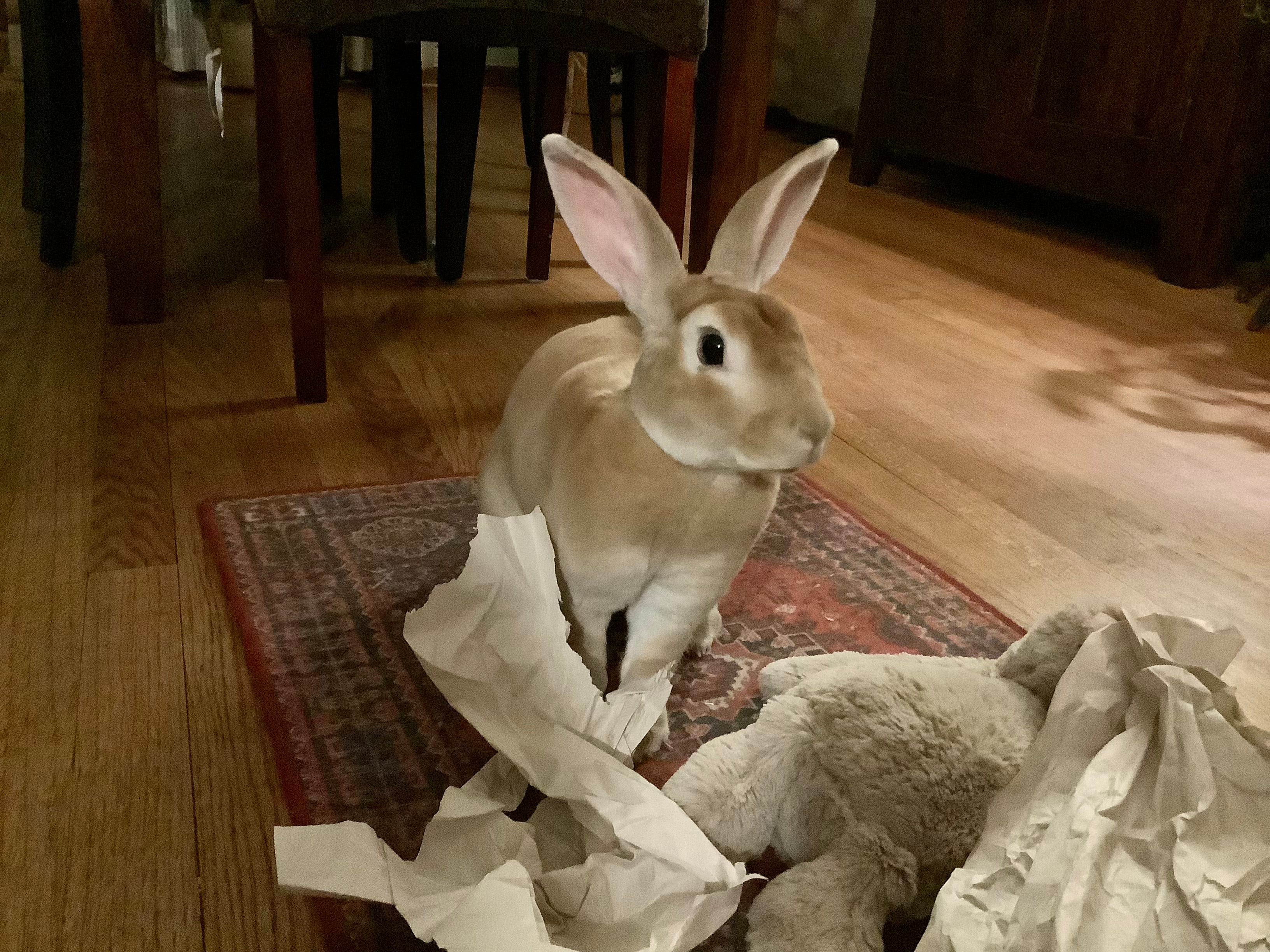 Update on Thumb 2.0* - by Leah P - Lagomorpha