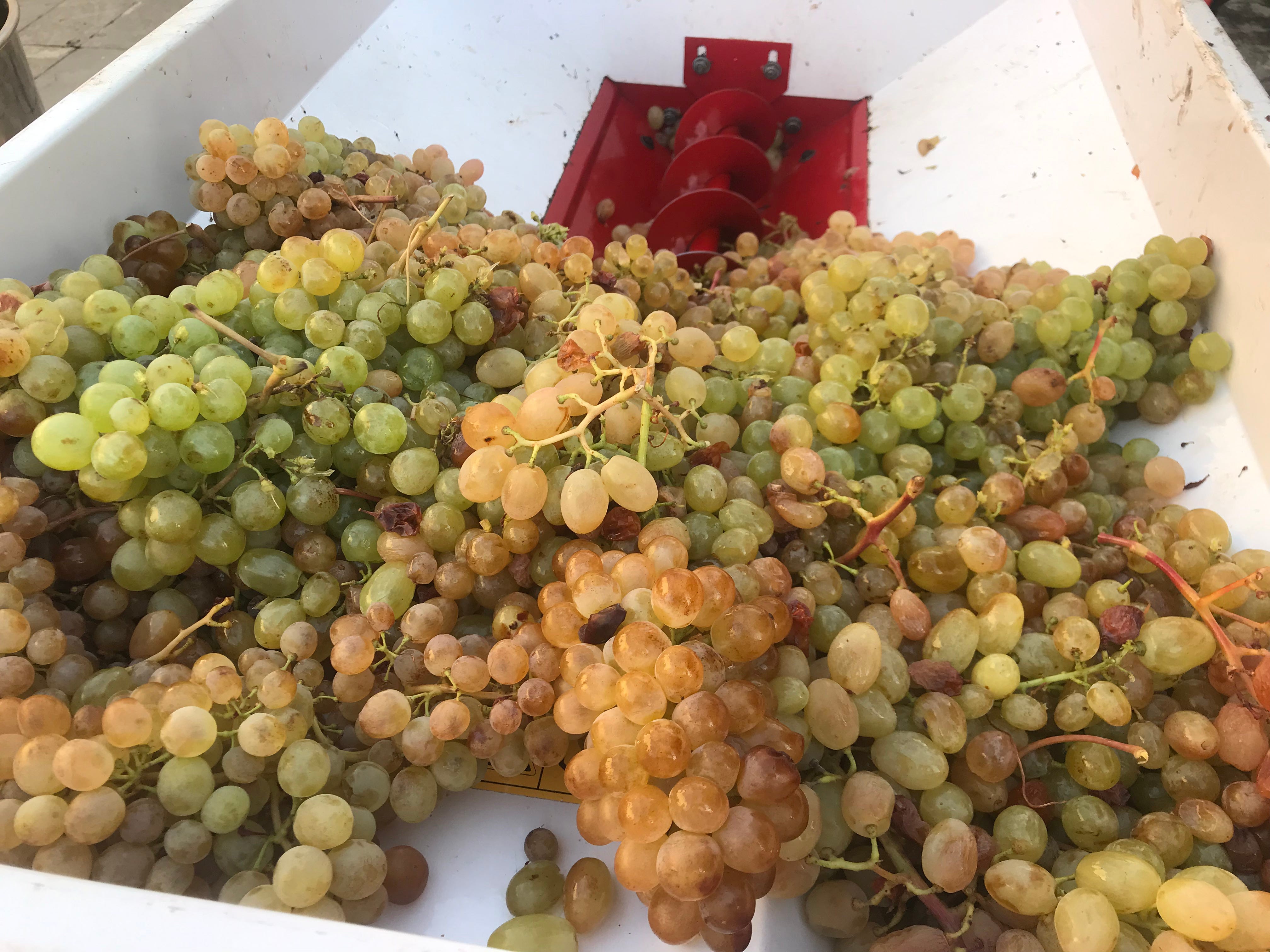 Which Lebanese Grapes are Truly Indigenous?