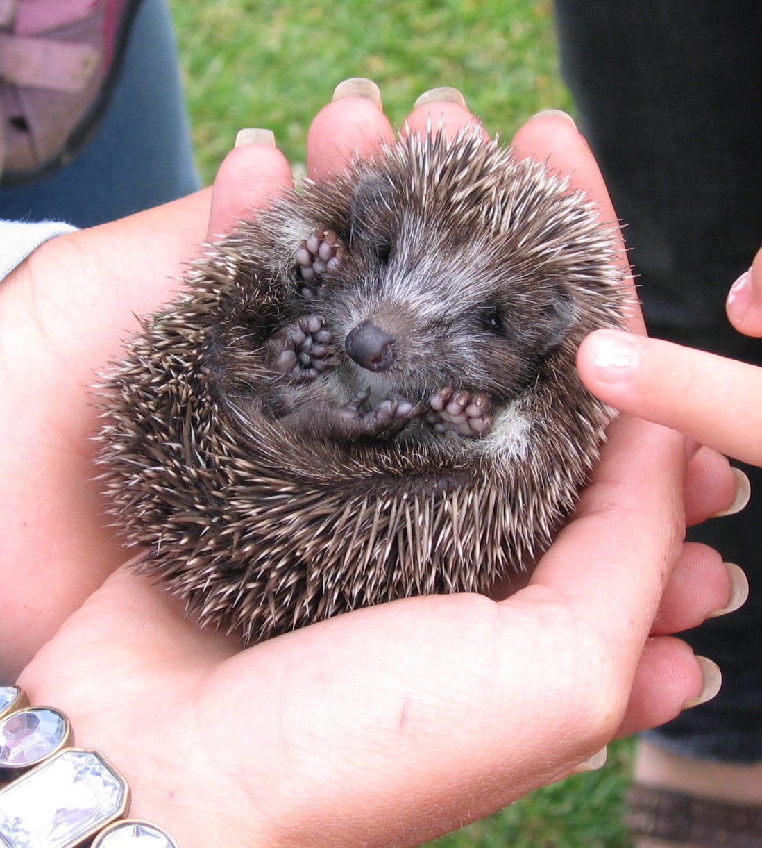 When was the last time you hugged a hedgehog? - by Scott Ko