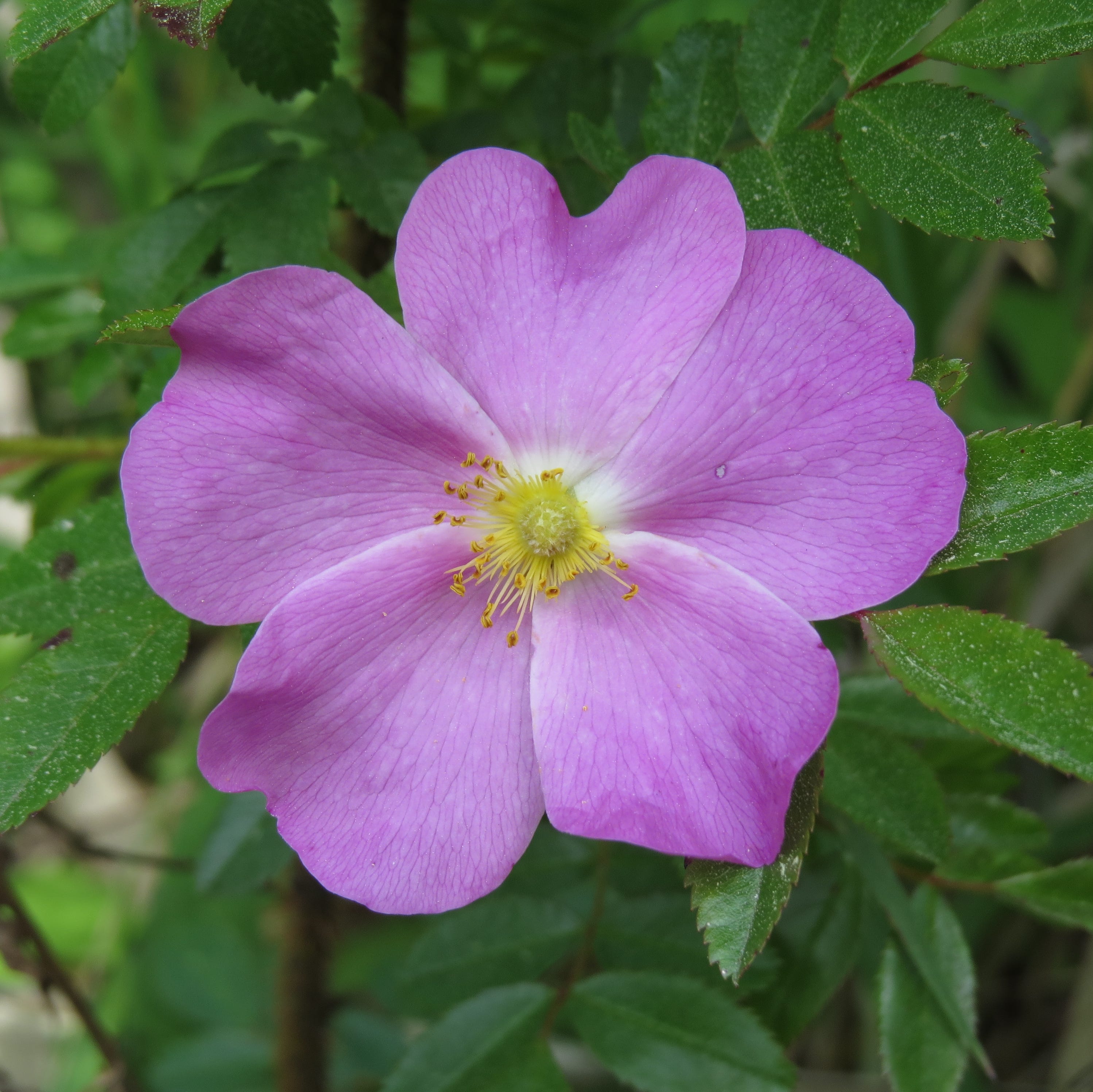 Jenny Fecteau | Substack