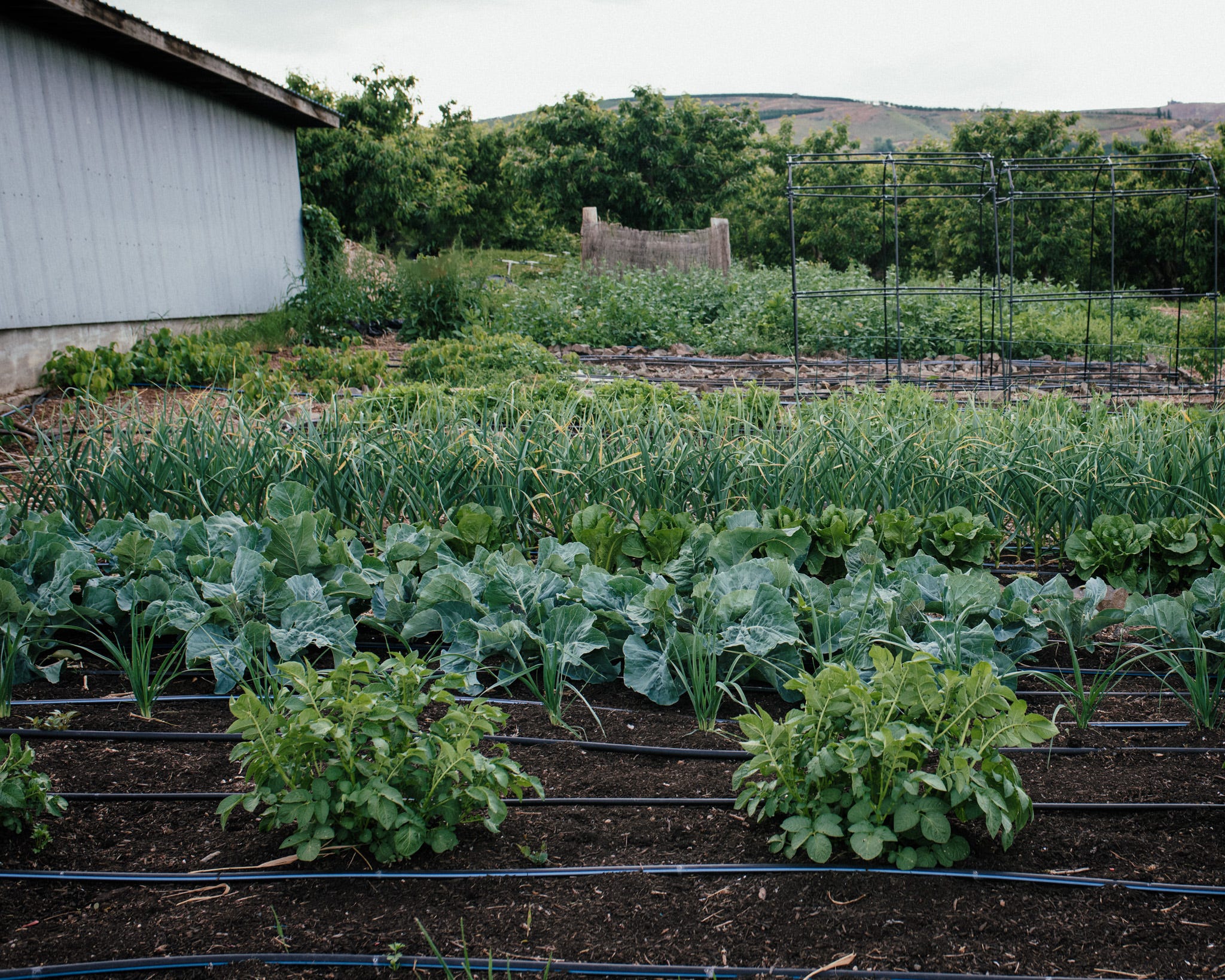 Homestead Garden Goals - by Shaye Elliott