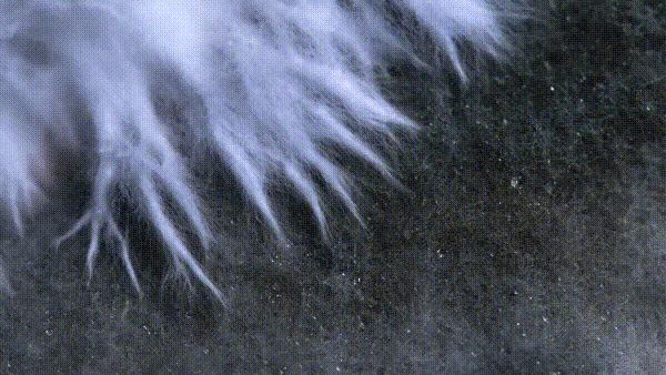 Nature's Neural Networks - by Thomas Joseph Brown