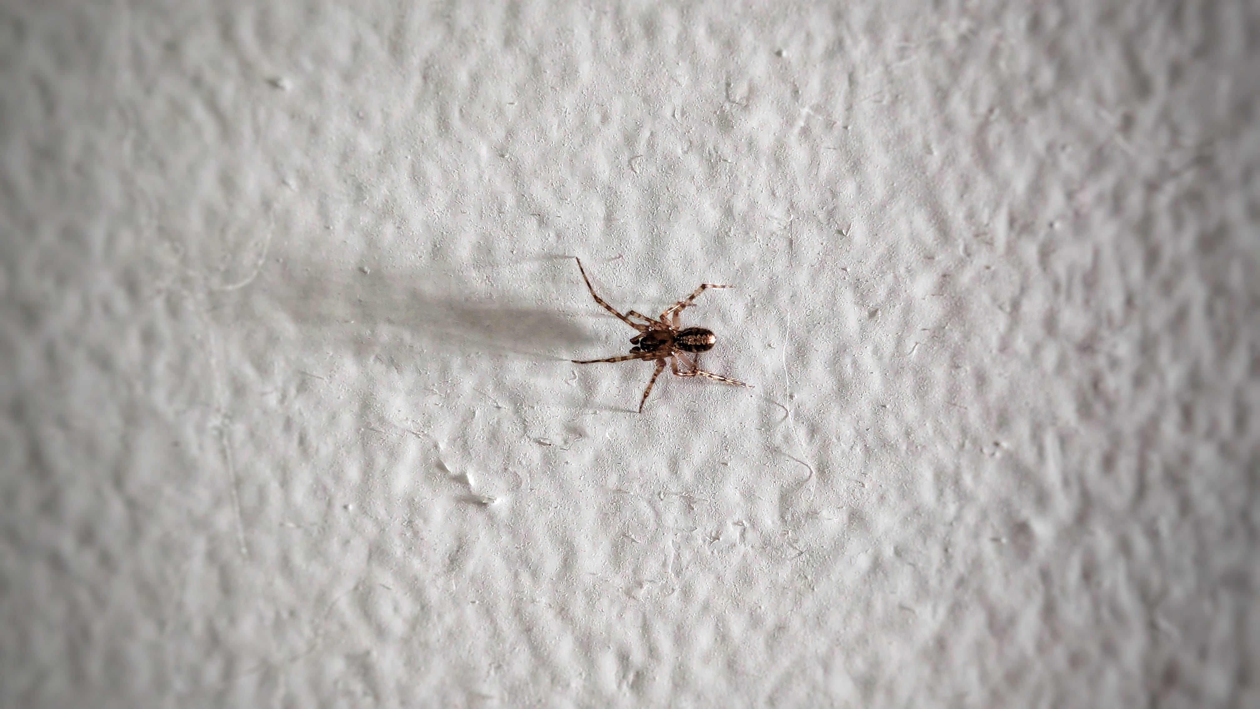 Why are spiders so scary? - by Karina Wilson