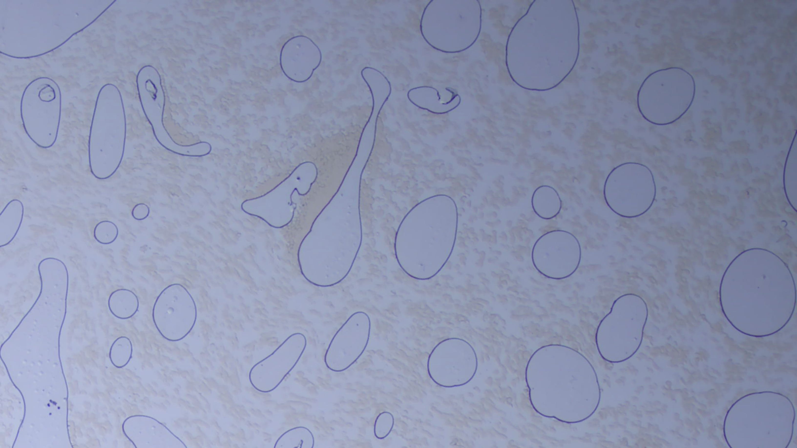 Self-Assembly Hydrogel Micelles (Spheres & Blobs) Filaments (Triffids ...