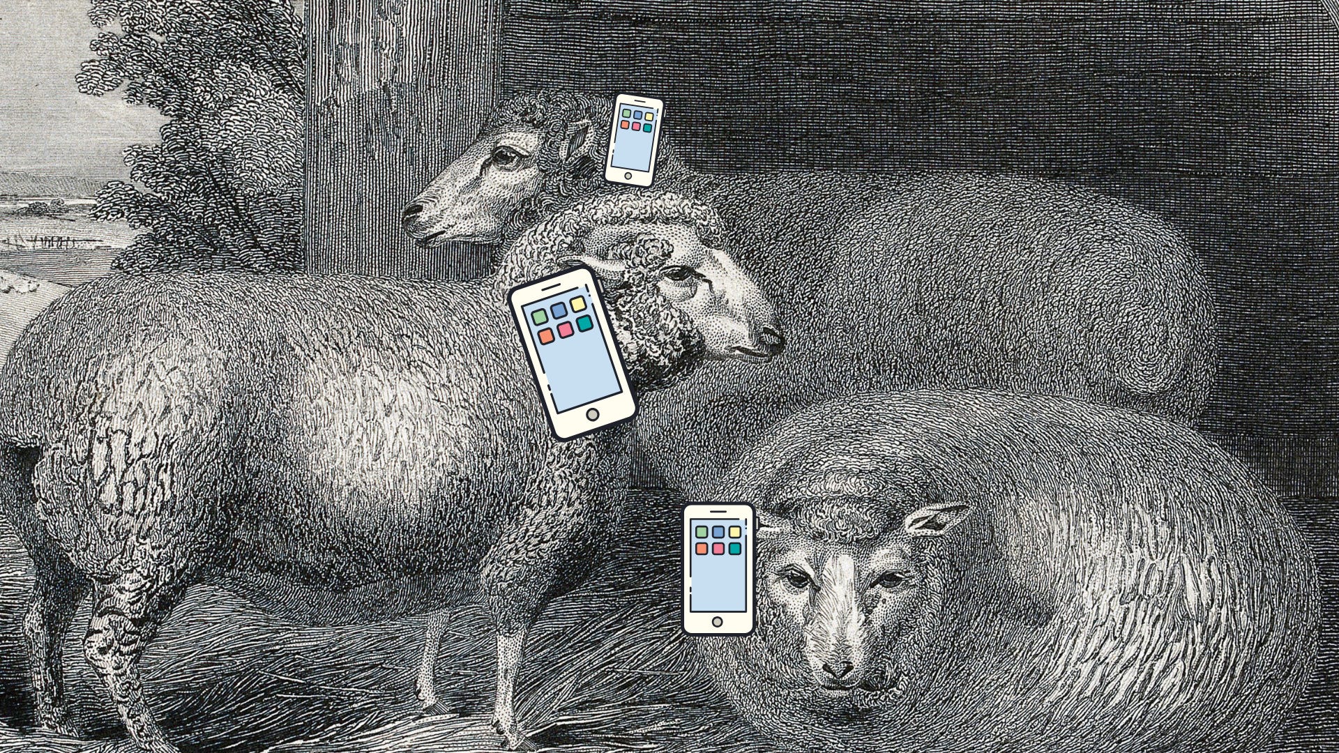Android or iPhone—Who's the Real Sheeple? - by Anne Kadet