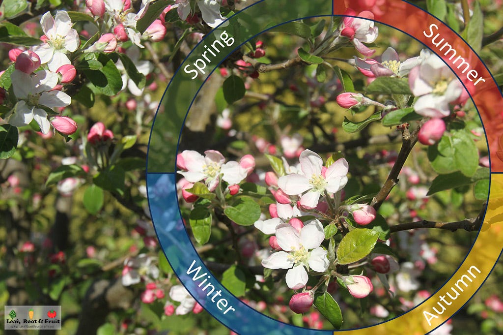 Phenology and Seasonal Gardening Influences