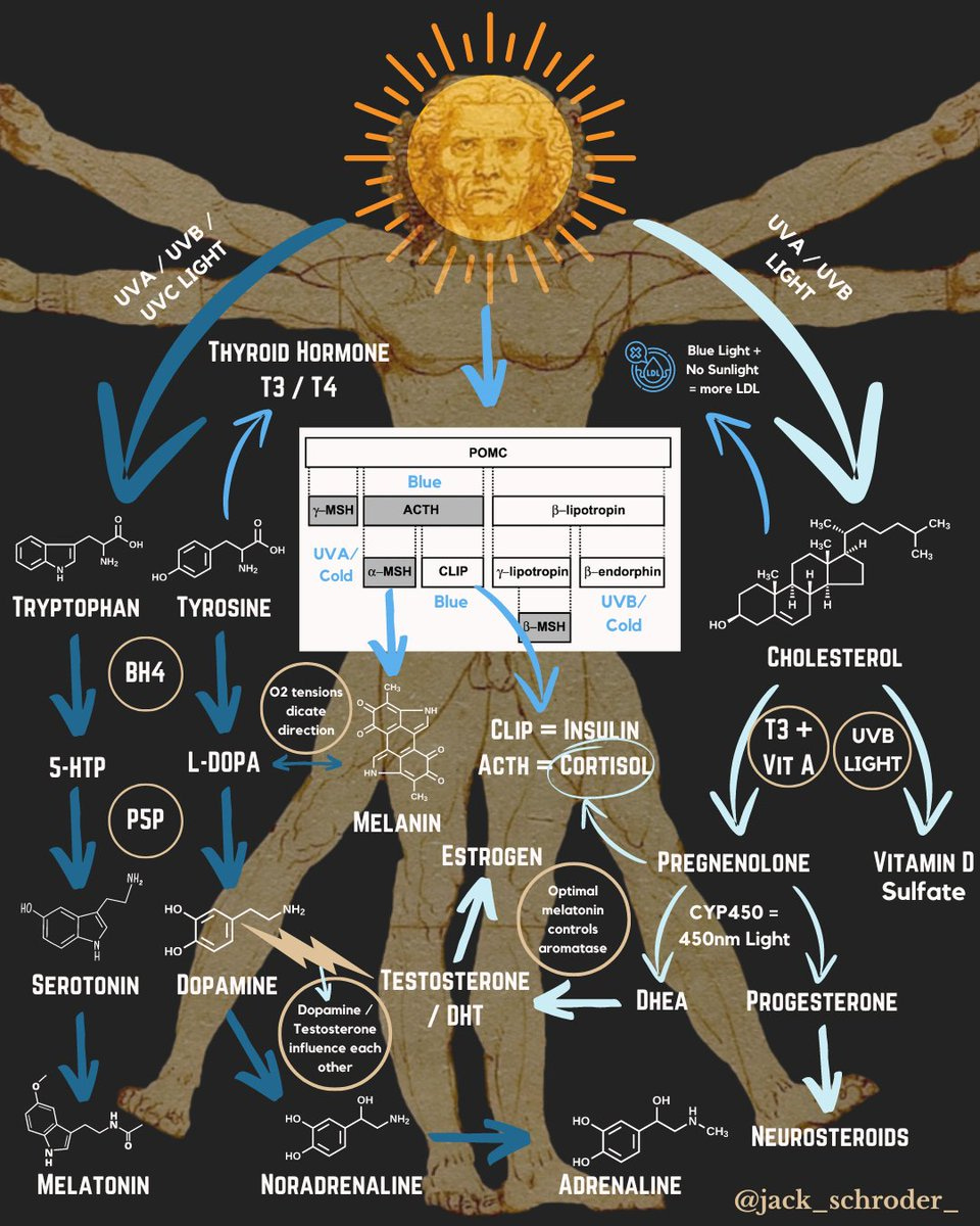 Cultivating Life Force Part II: Why It's Time To Worship The Sun Again