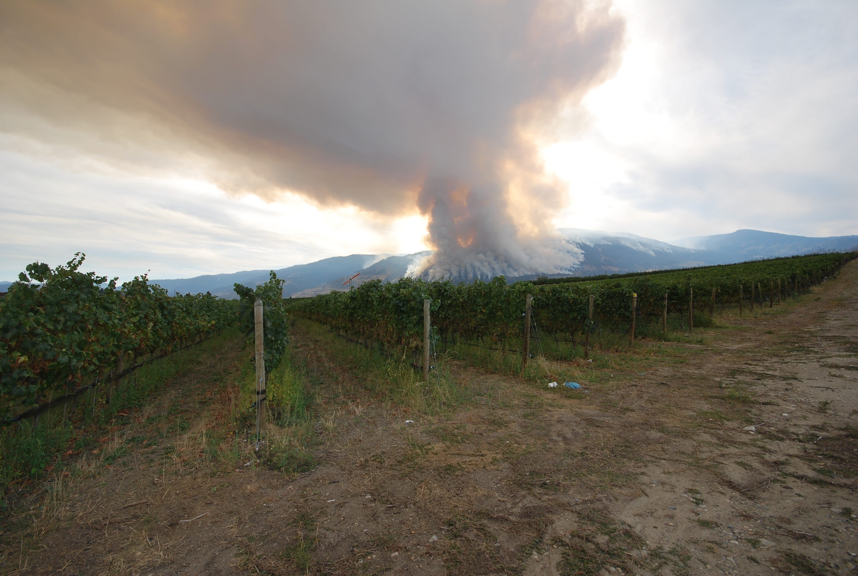 Goodbye social media - by Luke Whittall - Sipster's Icons