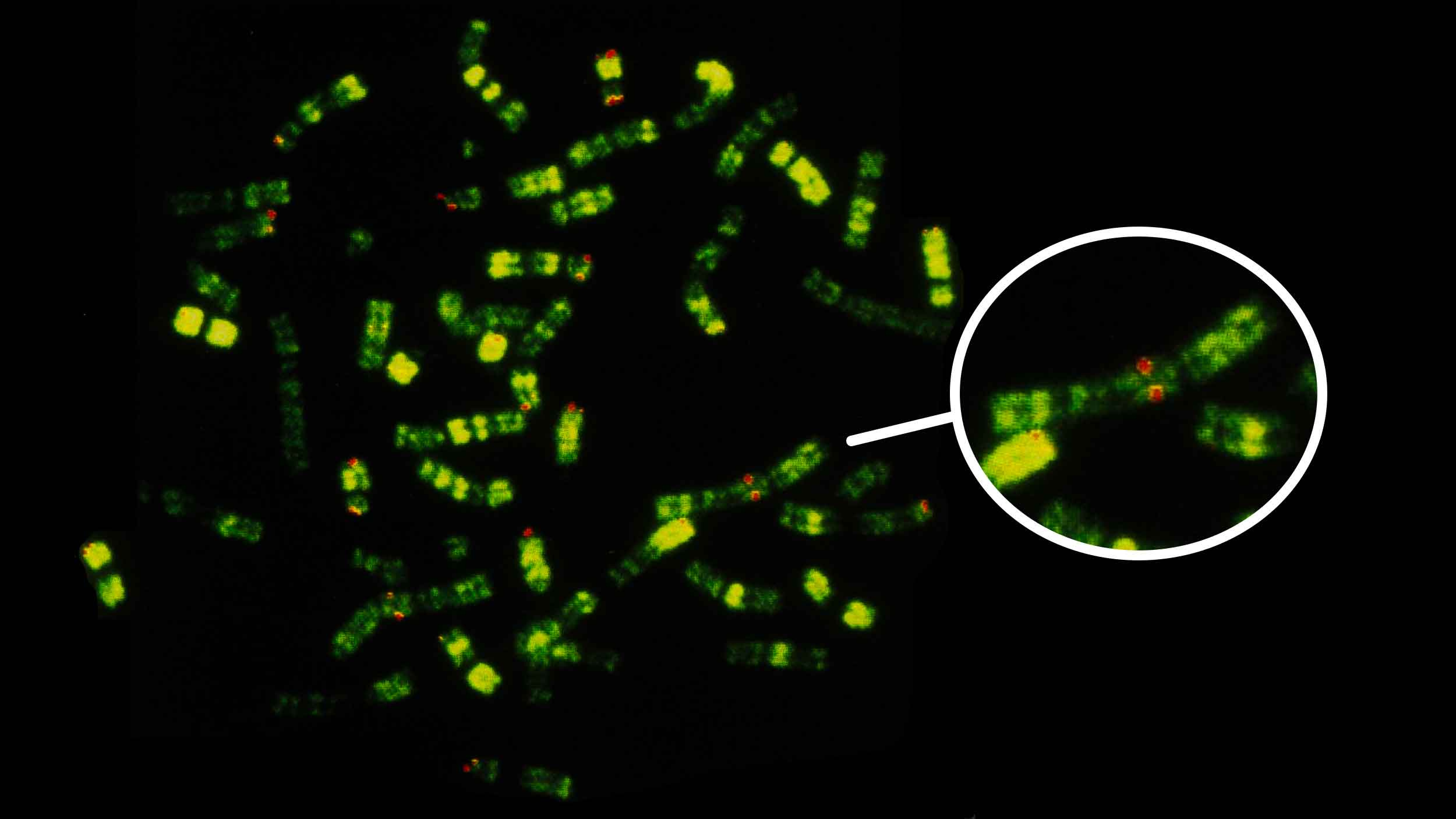 When did human chromosome 2 fuse? - John Hawks