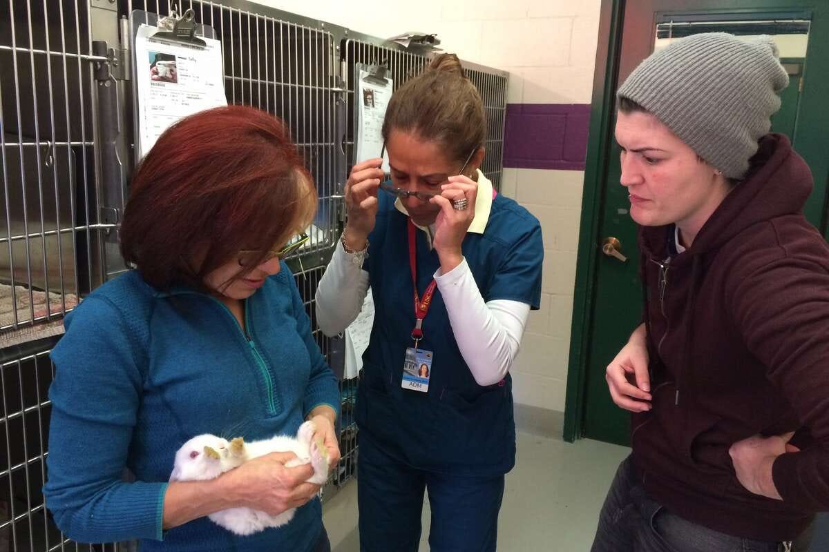 Why rabbits? - by Noah Smith - Noahpinion