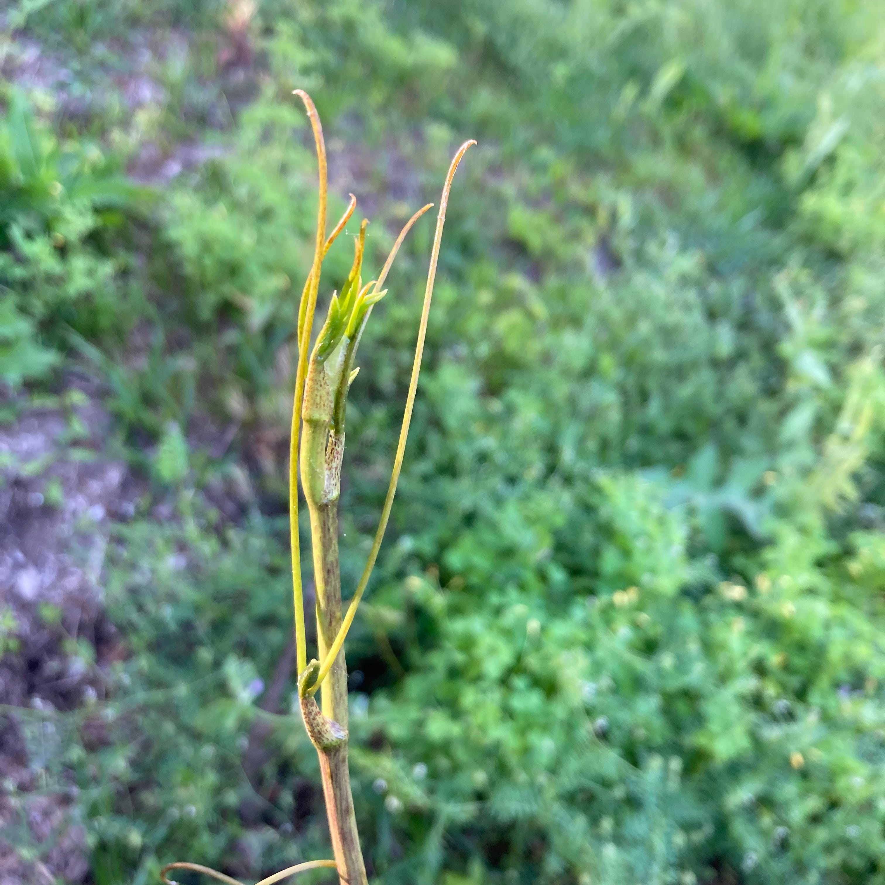 Foraging Spring Vegetables - by Lucie Kulze