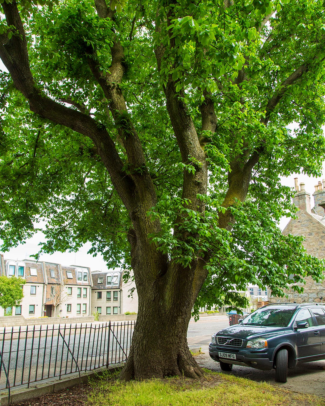 8. Split The Winds Tree - by Paul Wood - The Street Tree
