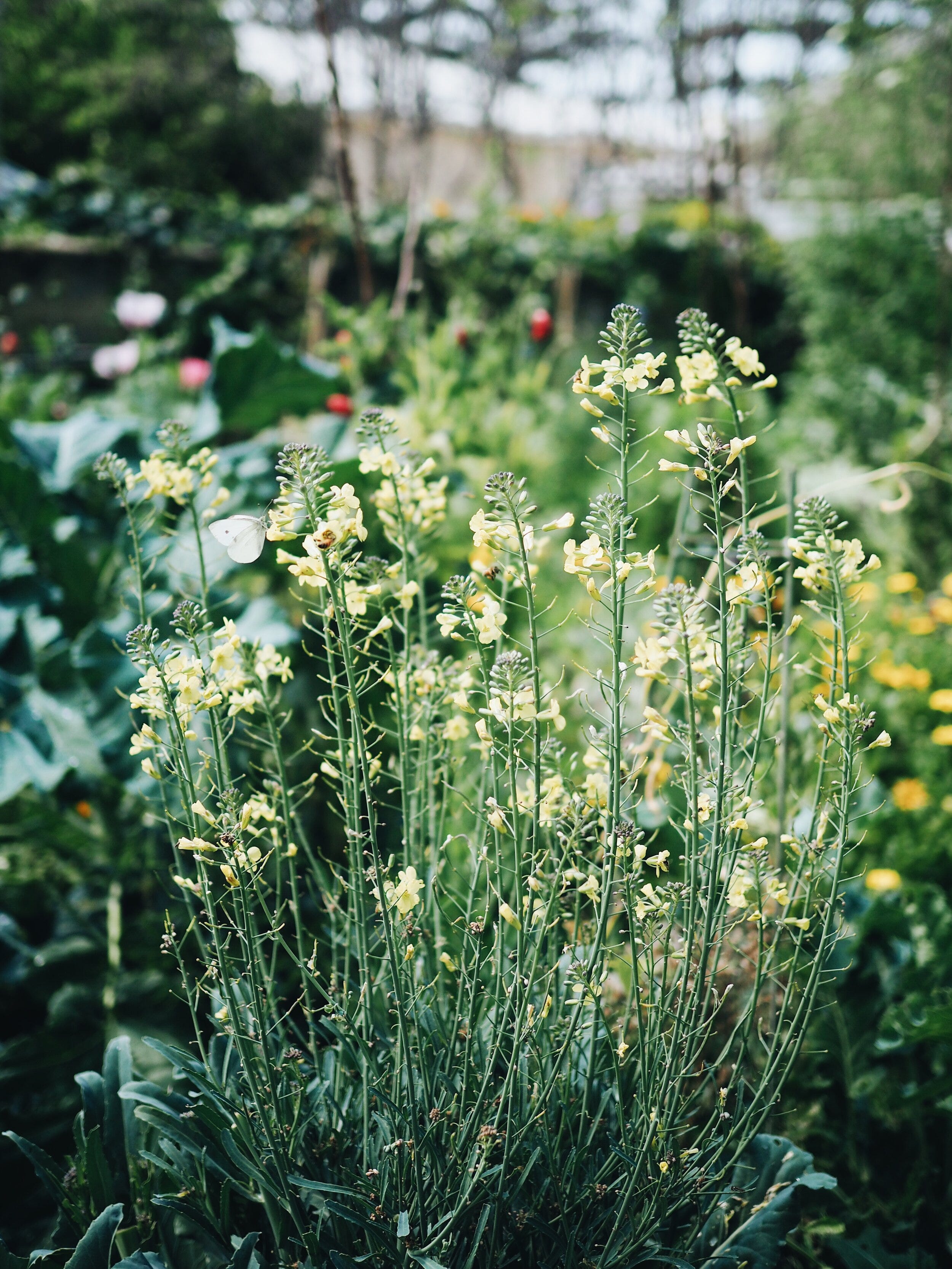 How to grow an English cottage garden - by Casey Lister