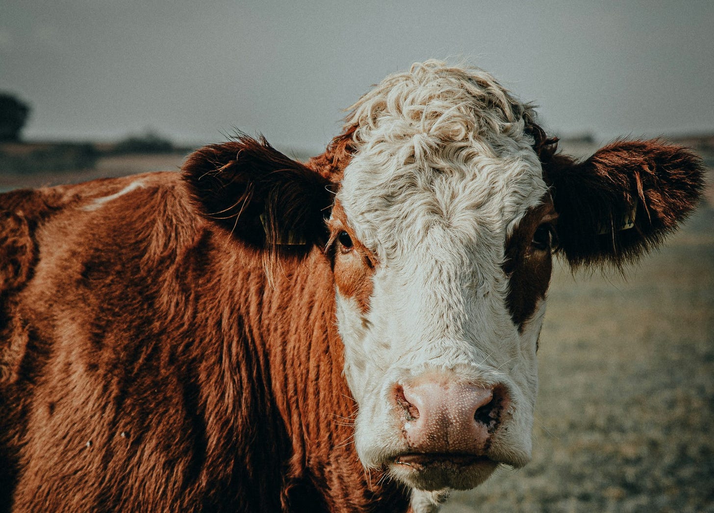 The GuidePost: May 2024 - by Future Forest - The GuidePost