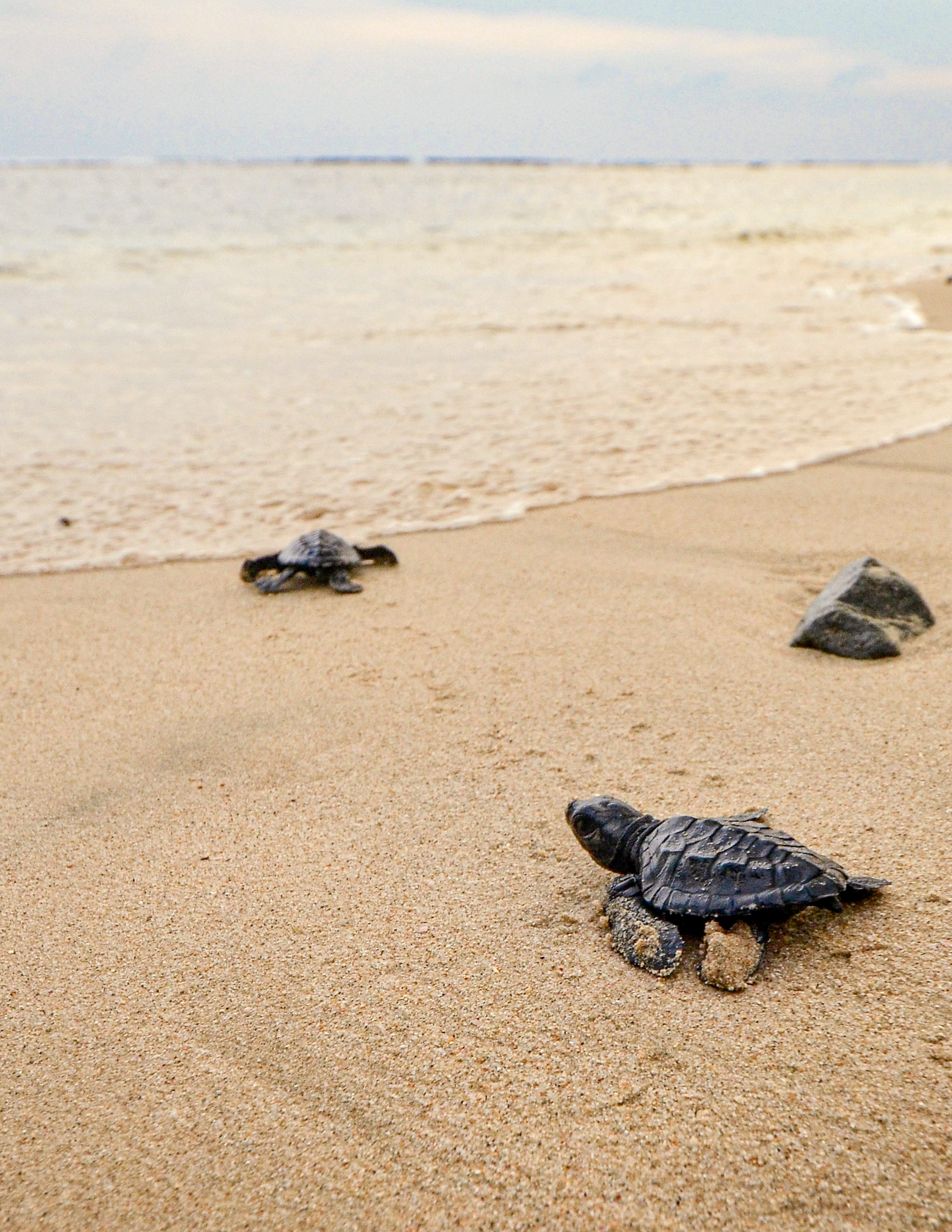 A Precious Life: Releasing Baby Sea Turtles in Mexico
