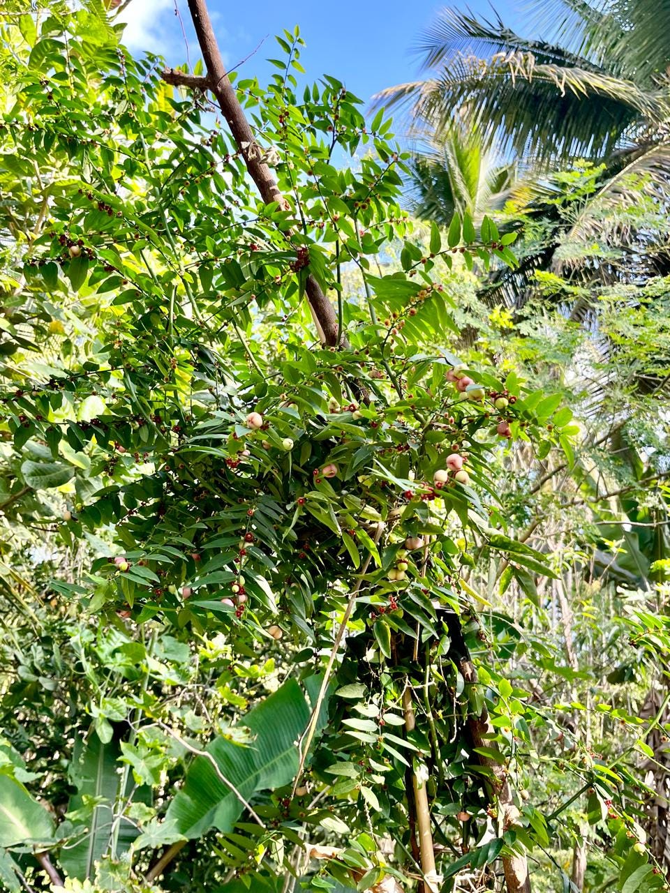 Katuk Plant: Nature's Multivitamin - by Dhanyawad Earth