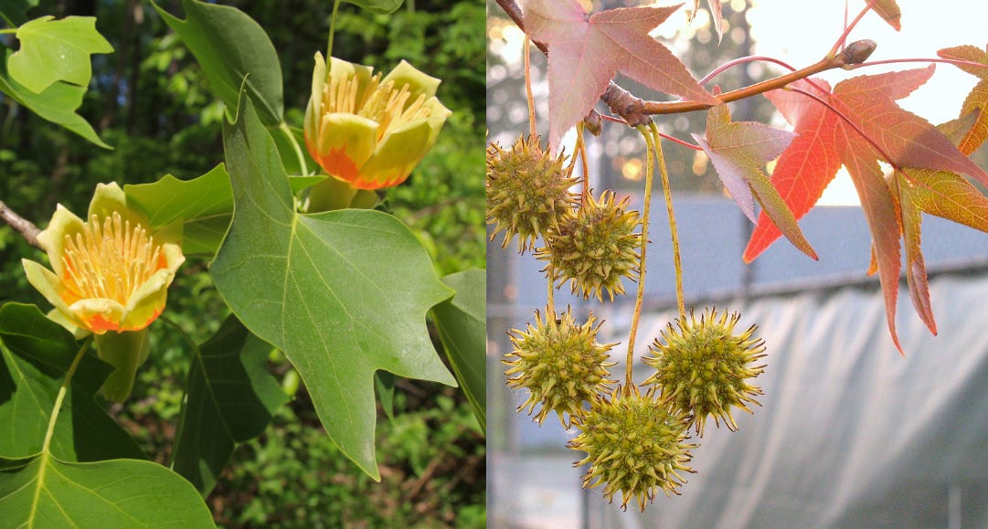 Birds, Buenos Aires, Bioregionalism - by casey wetherbee