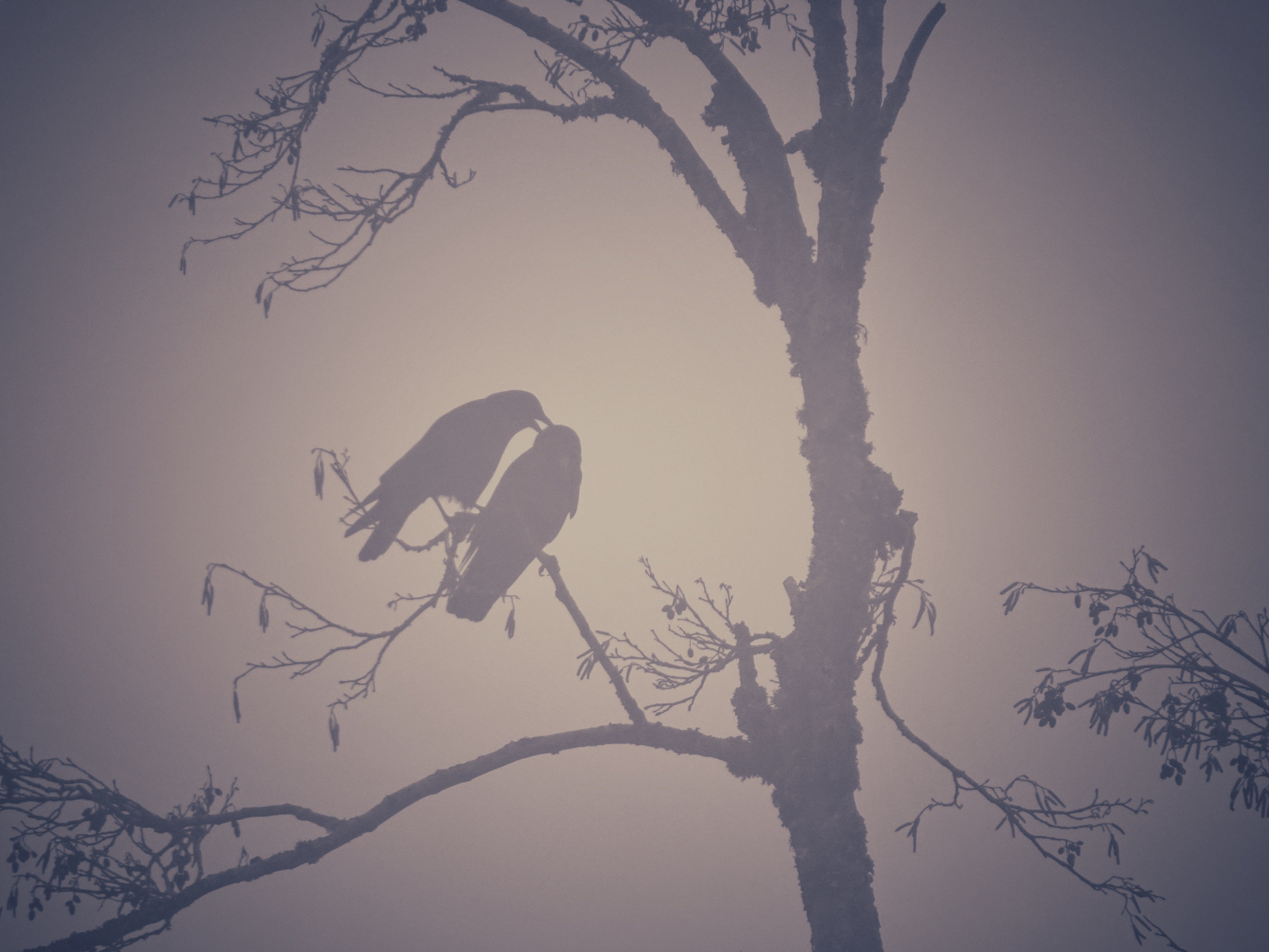 waking to the comfort of Crows' calls - by anne richardson