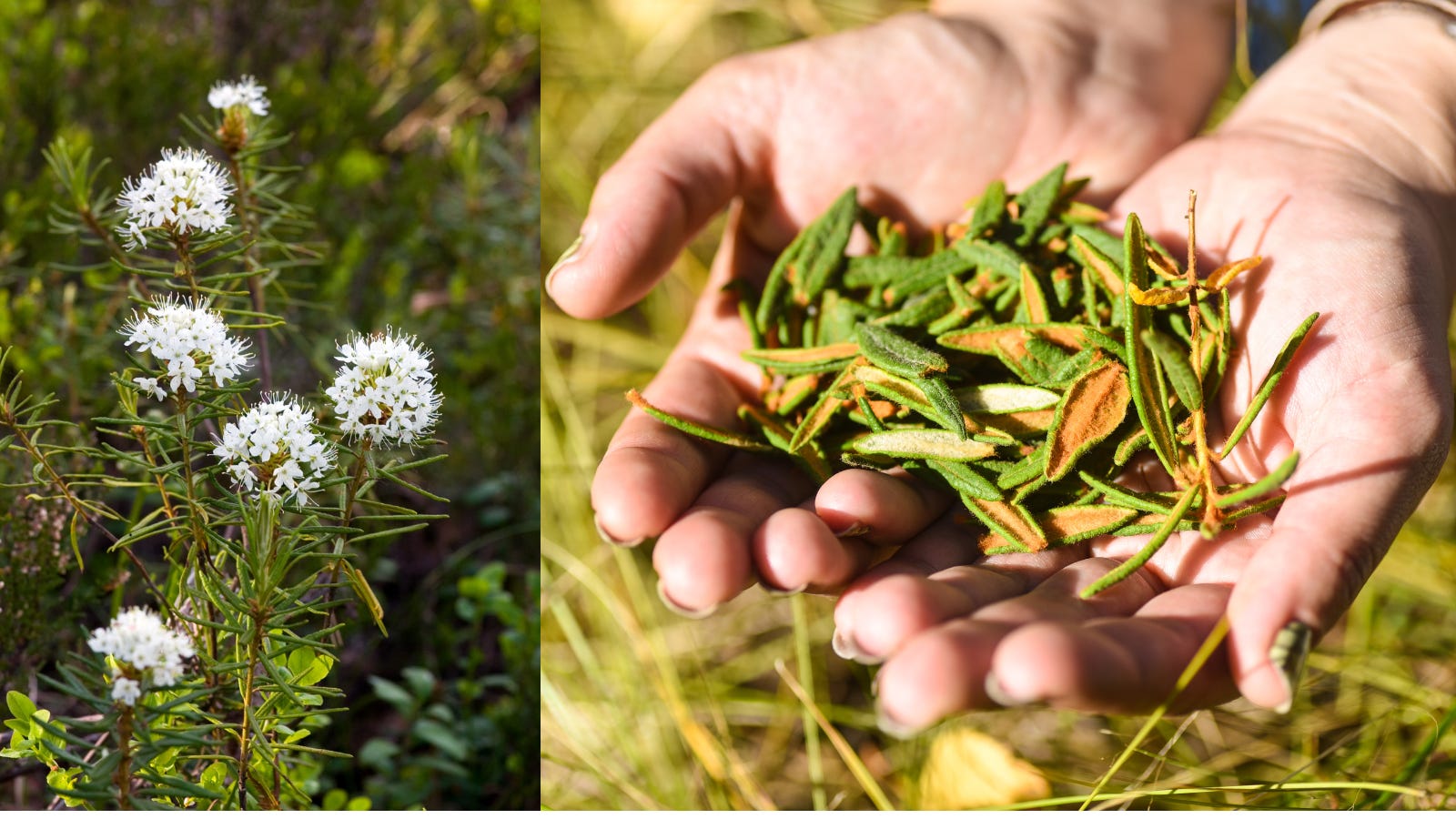 Labrador Tea - by Cassandra Quave - Nature's Pharmacy