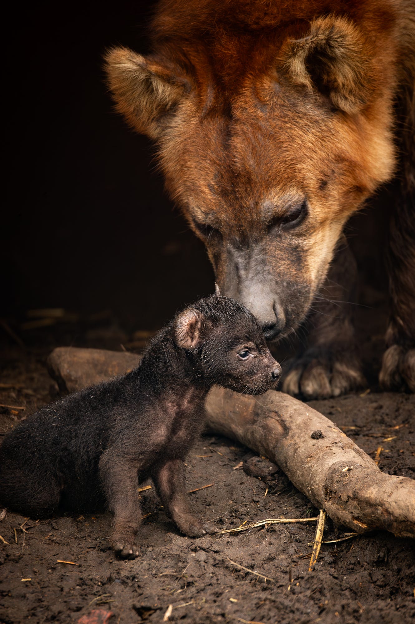 A Roaring Success: Welcoming a New Member to the Hyena Clan at ZOO ...