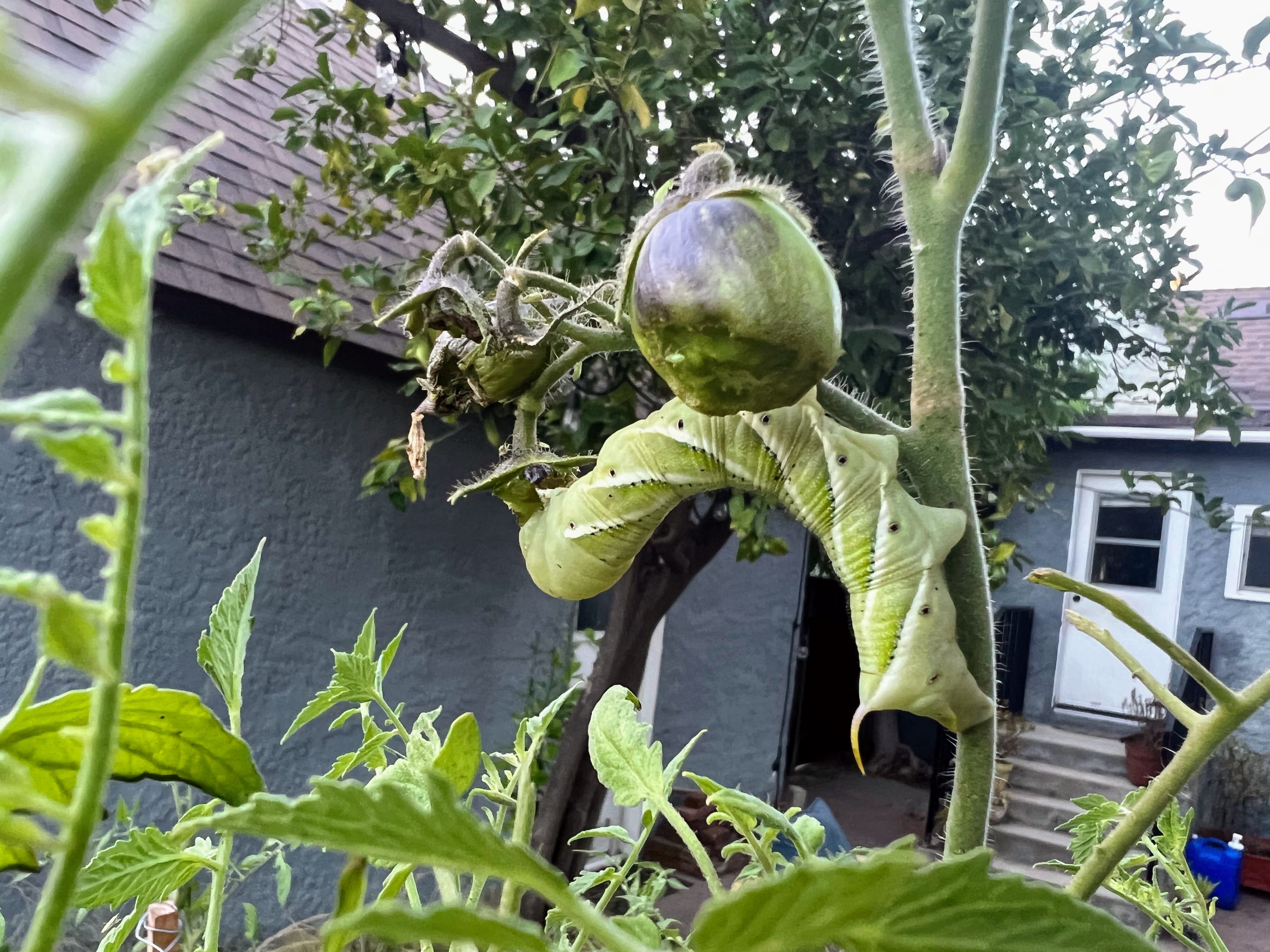 I Murdered a Caterpillar - by Aaron Rickel Jones