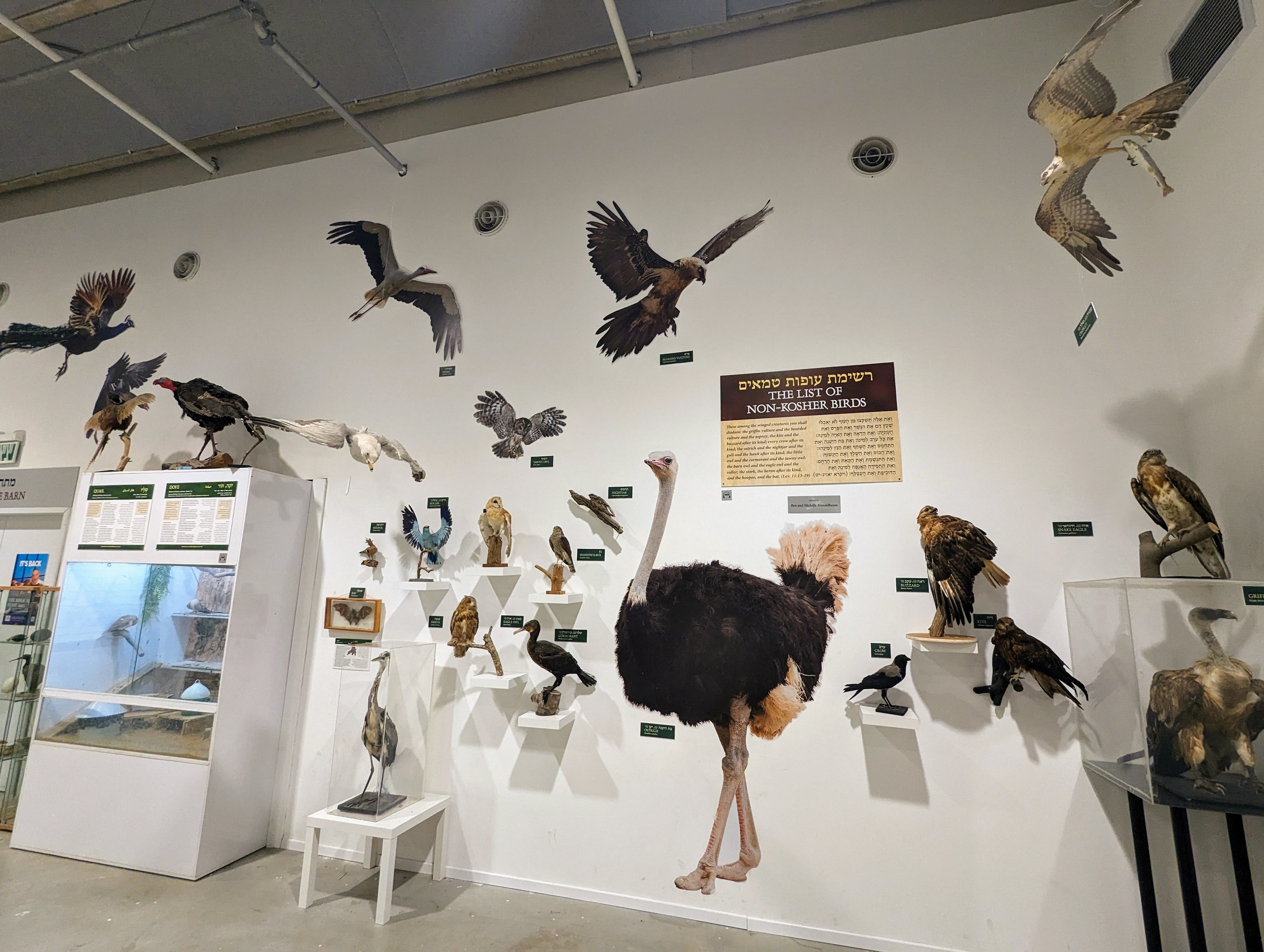 Why do we need a Mesorah for Birds? - by Natan Slifkin