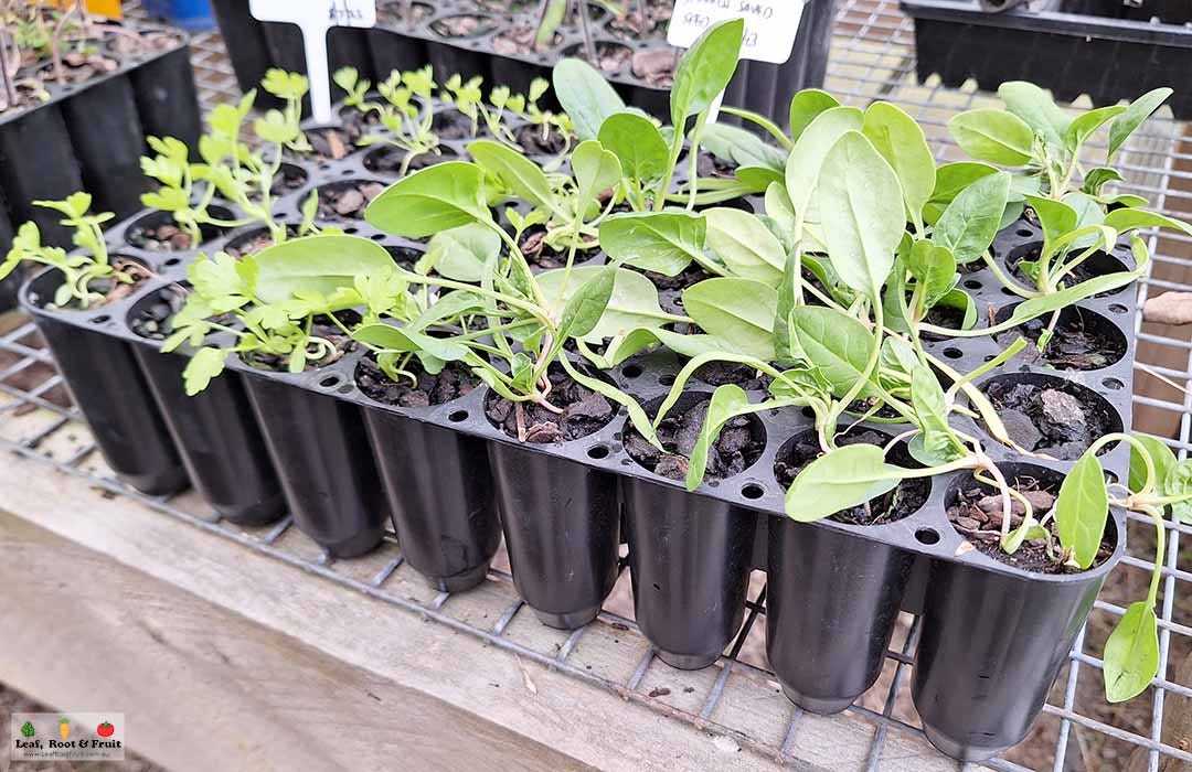 Sowing Seeds in Pots or Punnets for Transplanting Later