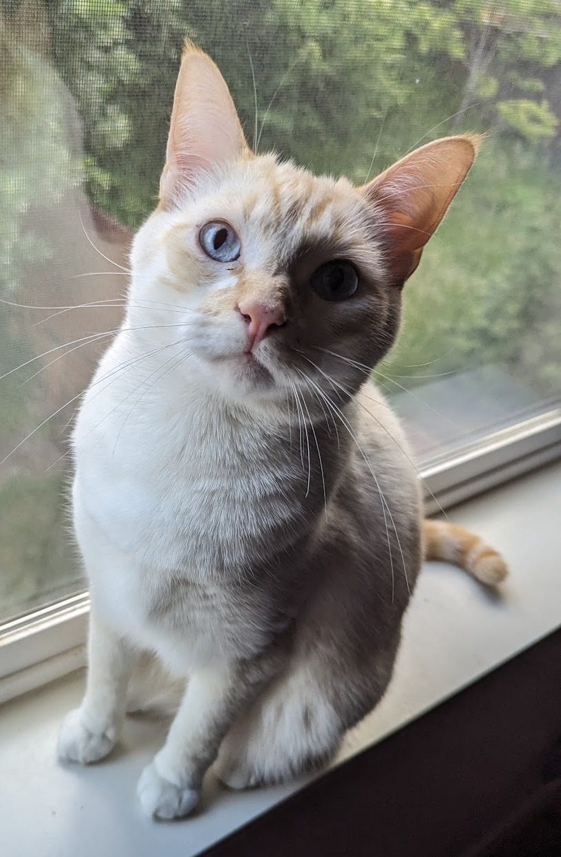 Buddhism & Cats - by Timothy Heider - You Are Here.