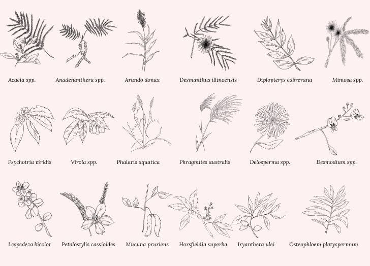The Botanical World is Full of DMT 🌱