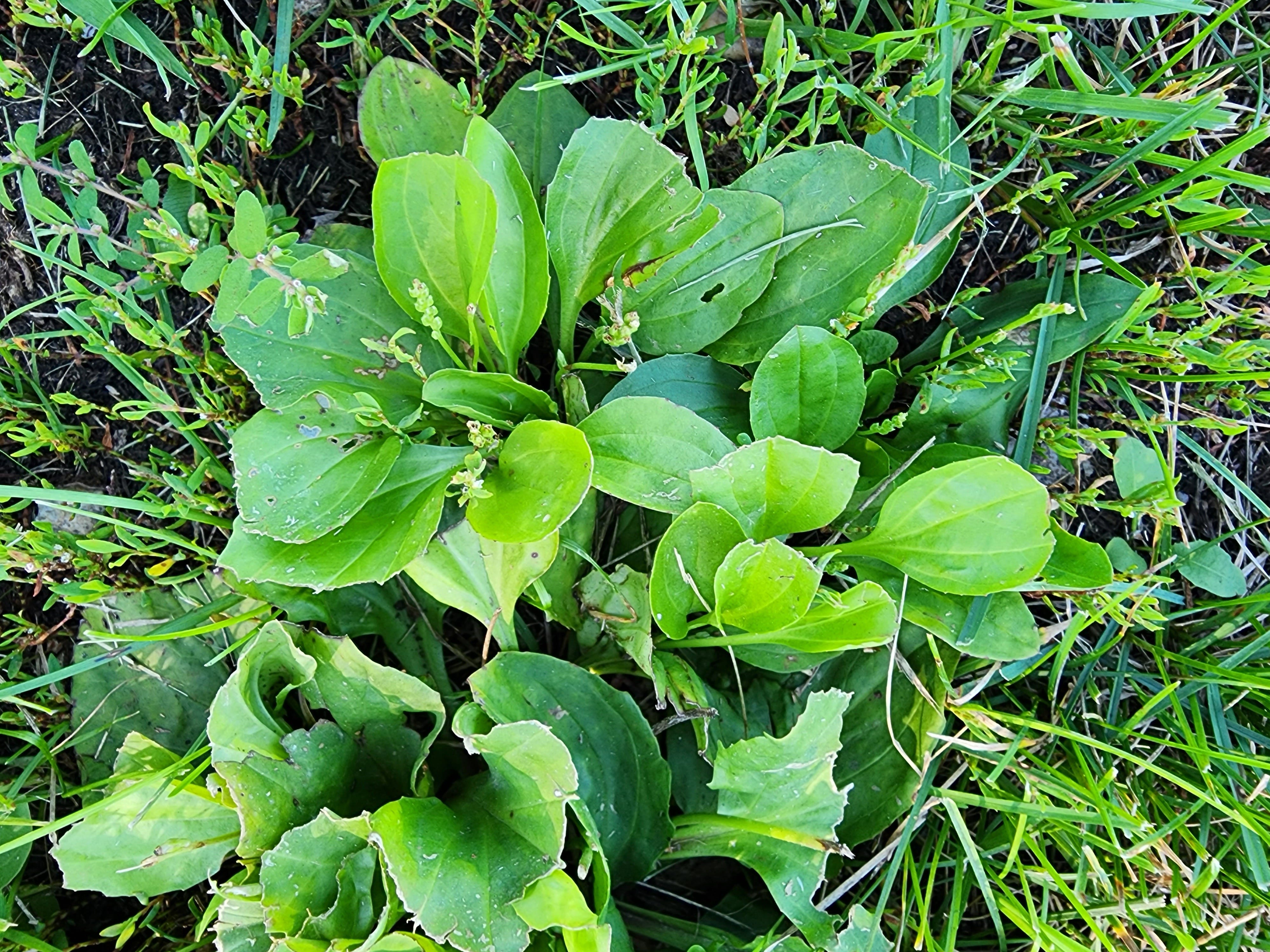 Jewelweed, Plantain, Sumac Tea - by Robert Leonard