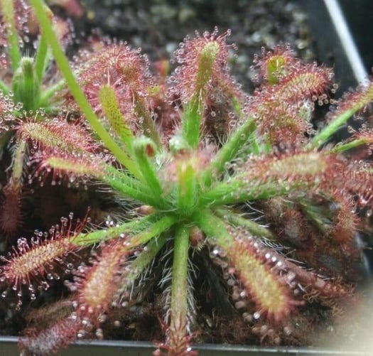SPECIES PROFILE: DROSERA NEOCALEDONICA - by Dan DiPietro
