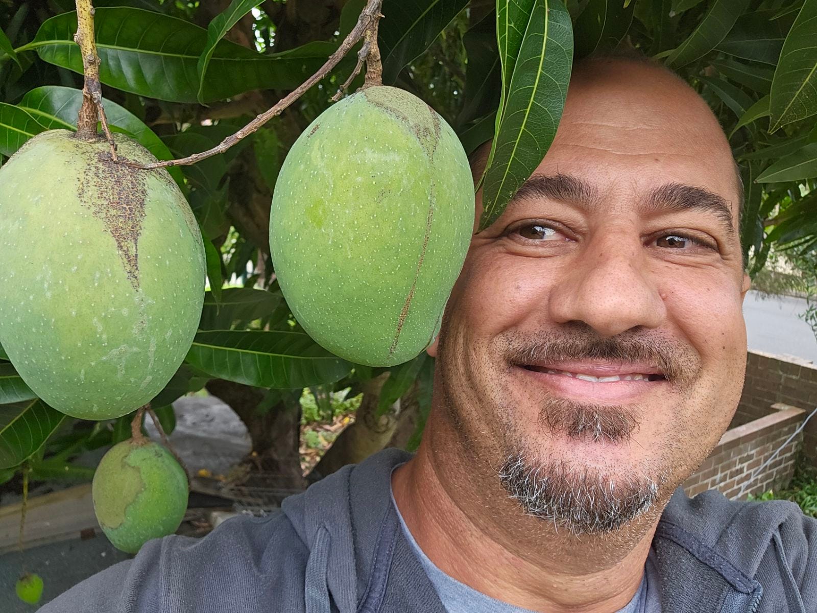 He cut the ends off with a hacksaw: Carmelo's magical mango trees