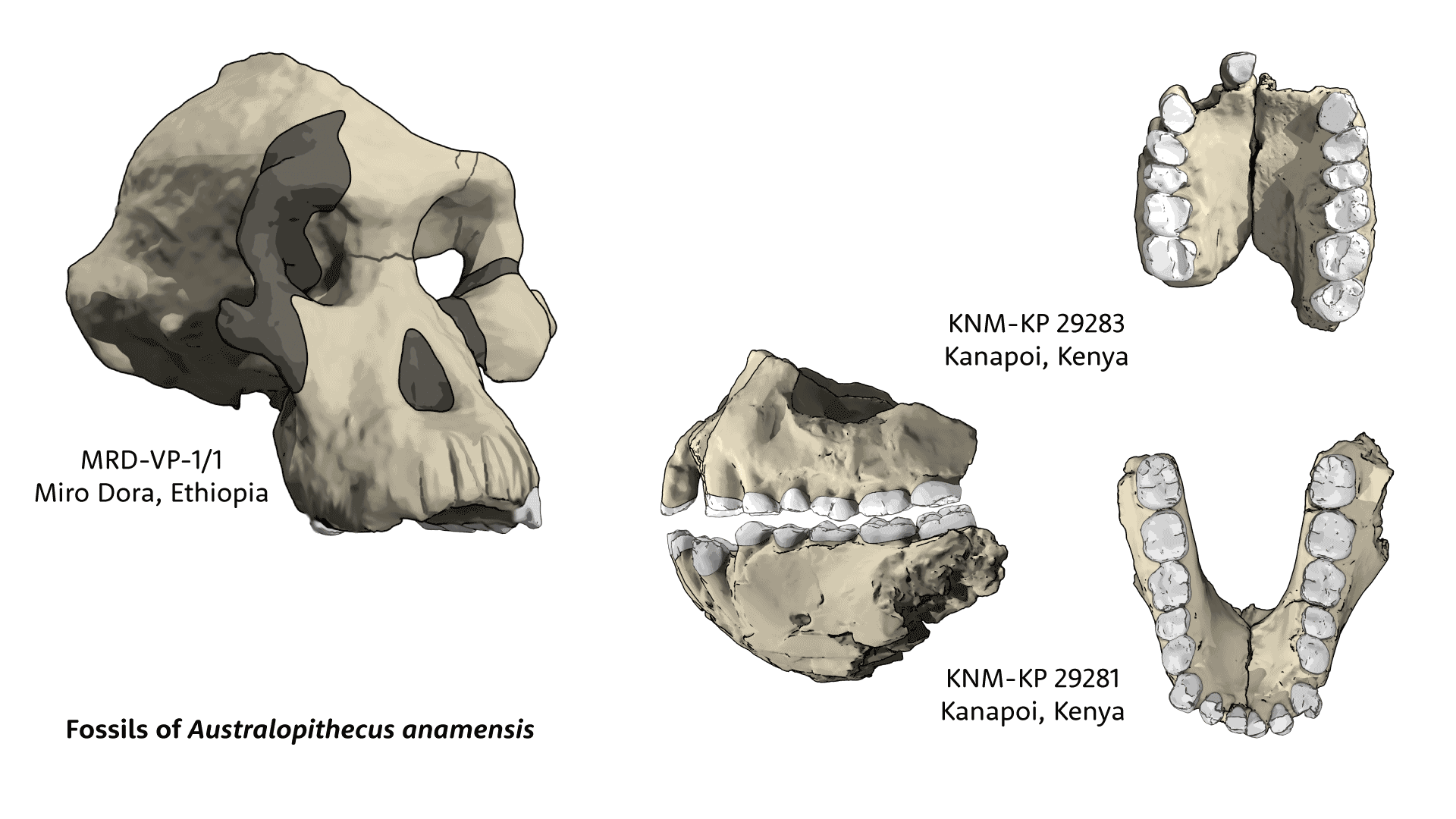 Guide to Australopithecus species - John Hawks