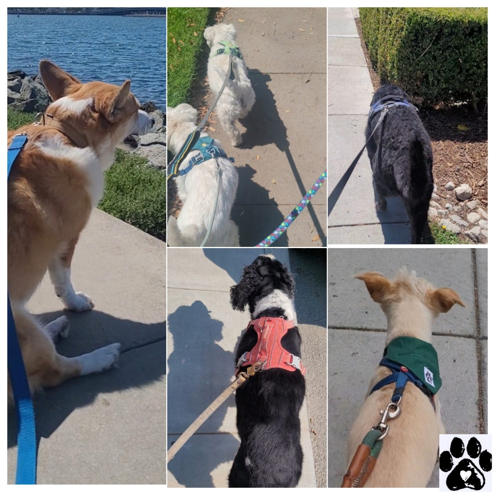 Demure and Mindful: A Guide to Dog Walking Etiquette That's as Polished ...